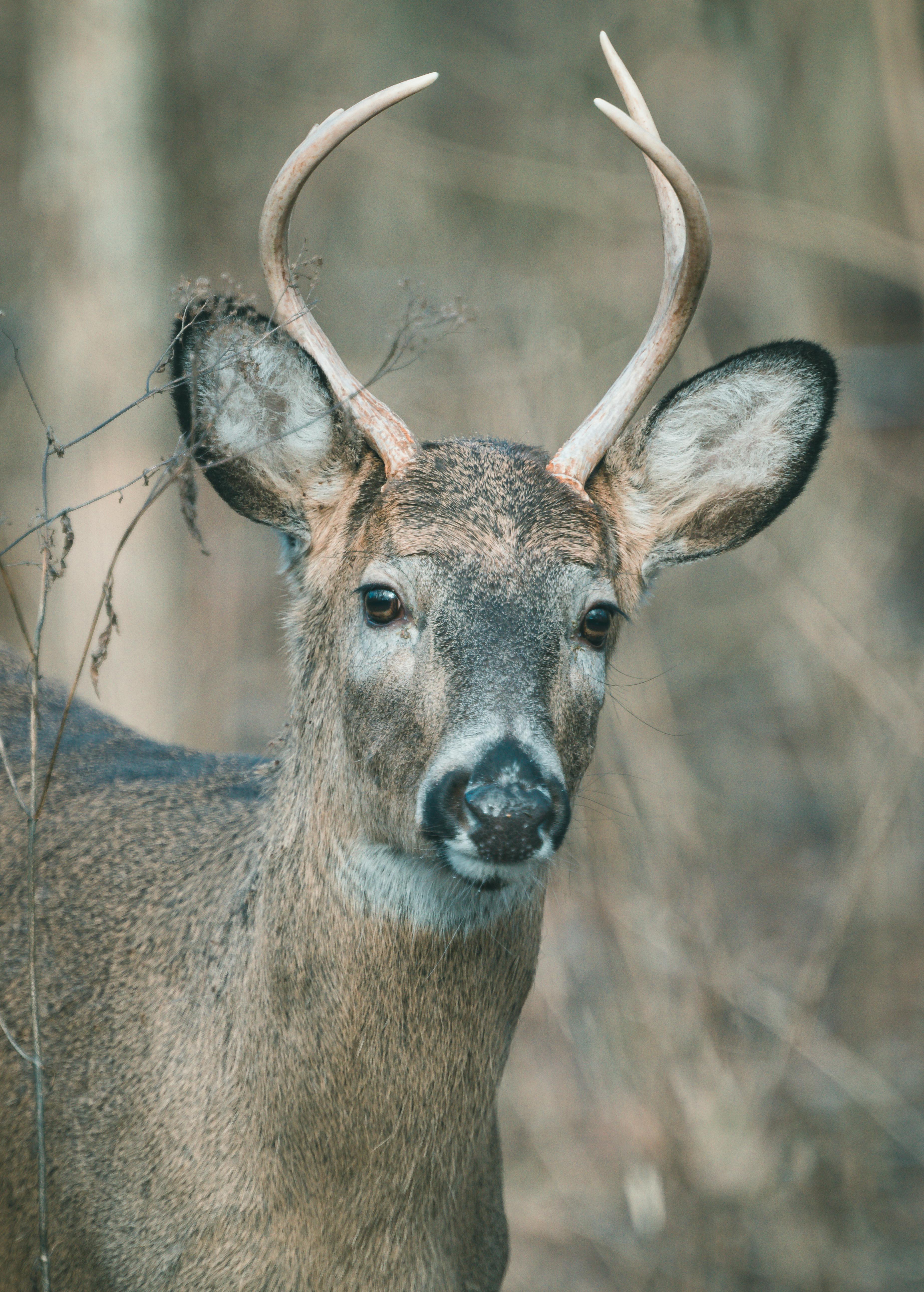 Deer Peeking into Camper · Free Stock Photo