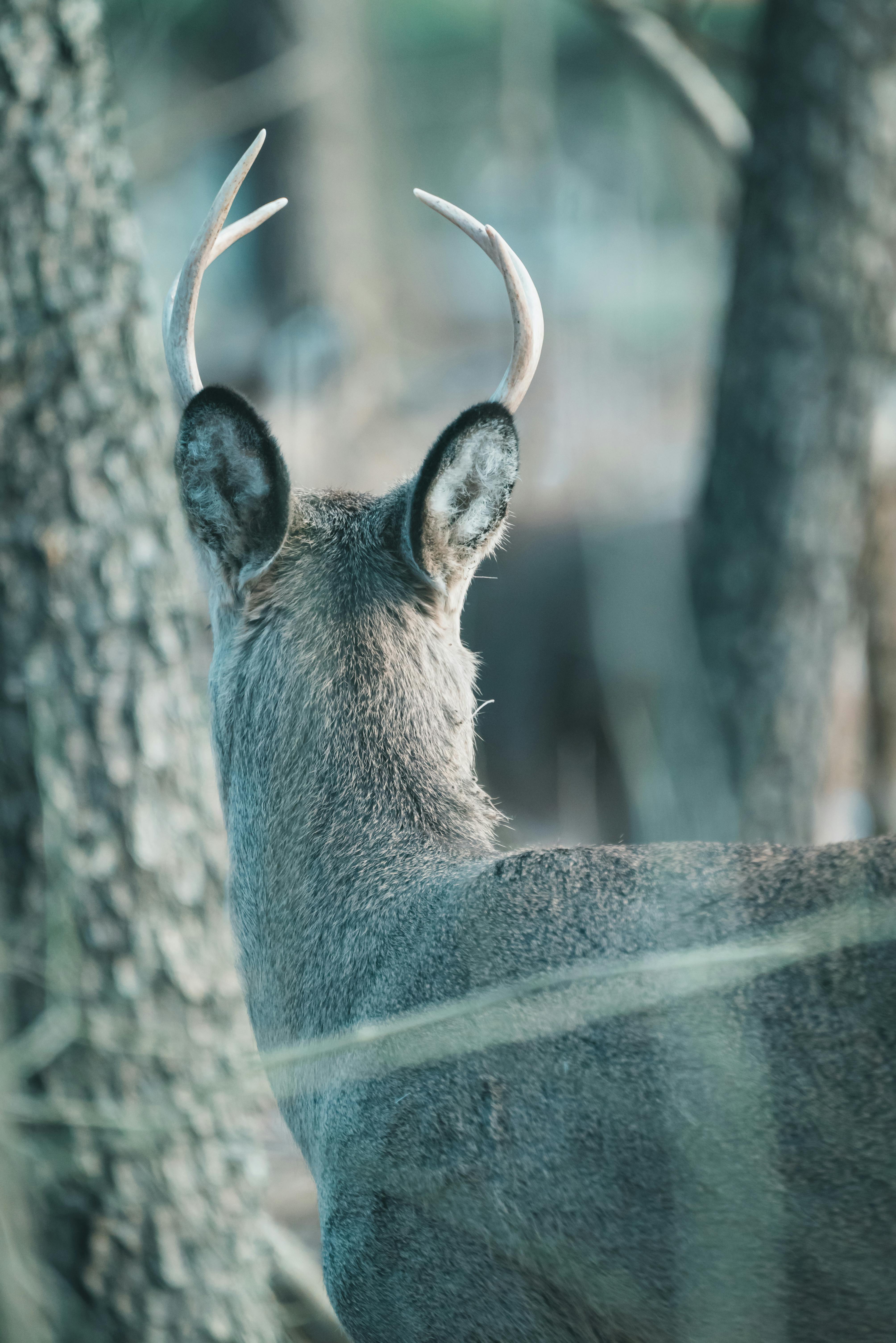 A Brown Elk near Tall Trees · Free Stock Photo