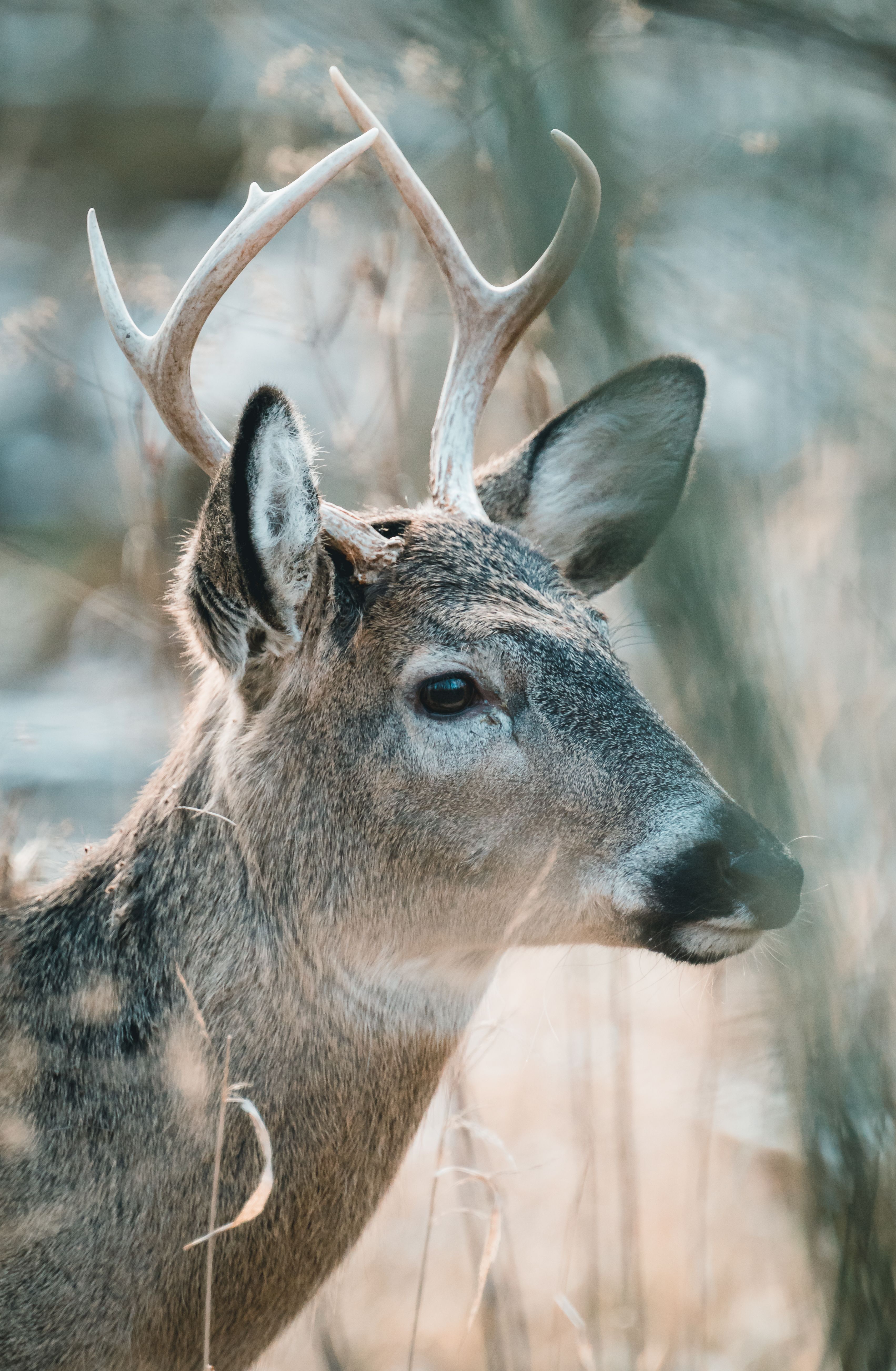 Photo of White-Tailed Deer · Free Stock Photo