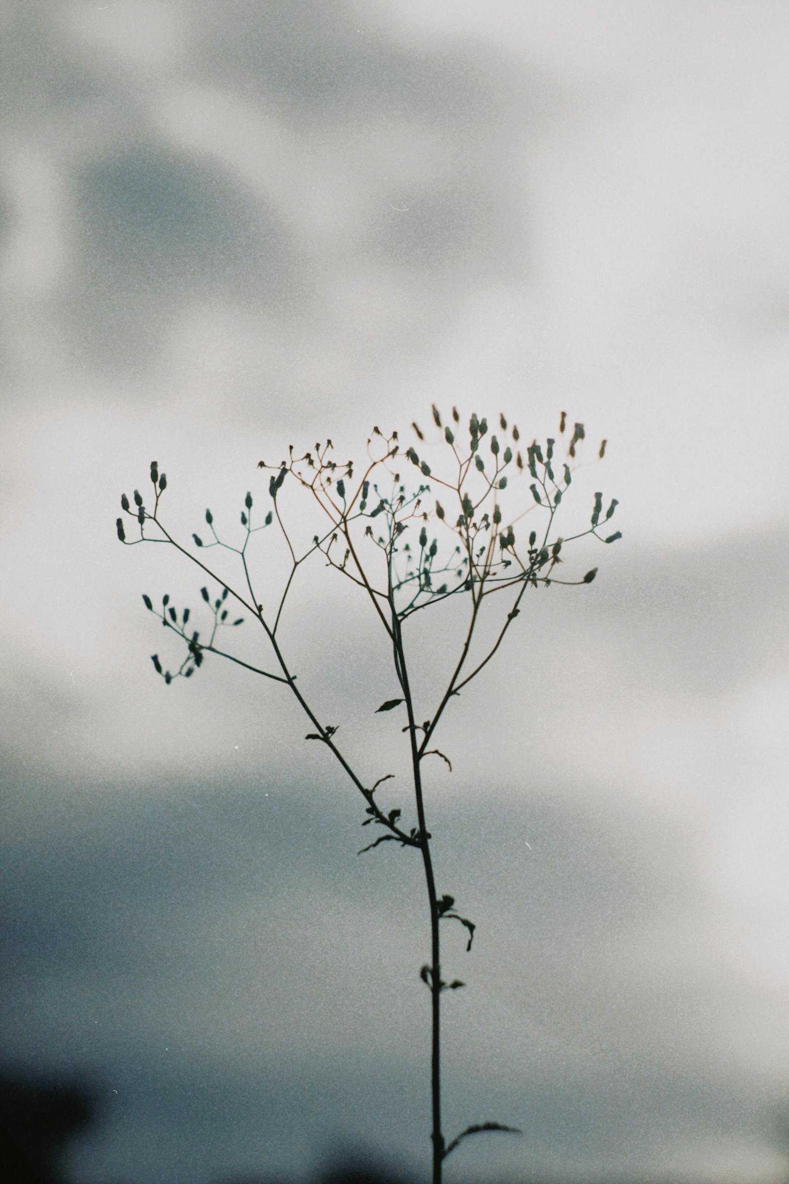 New Growth Photos, Download The BEST Free New Growth Stock Photos & HD ...