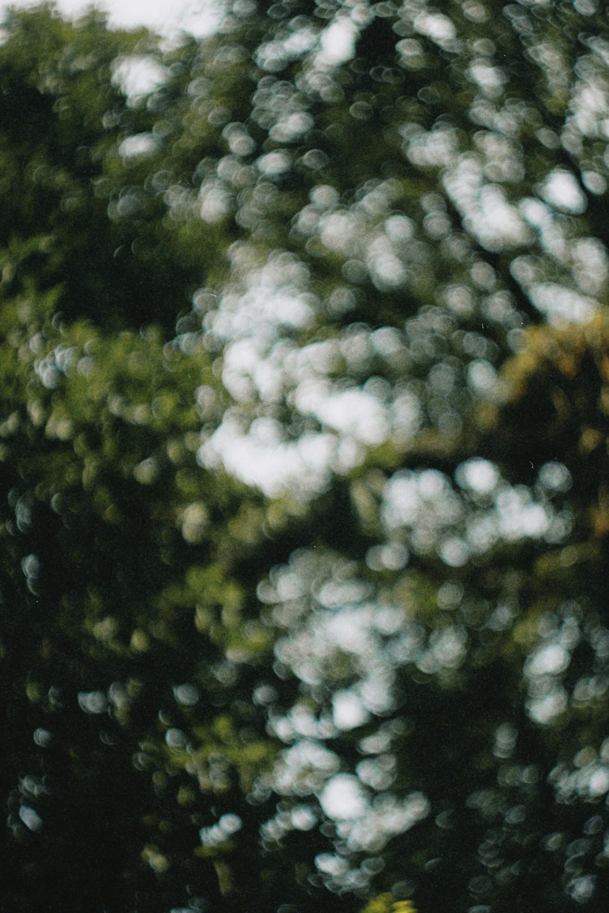 Defocused Photo of Trees in Forest · Free Stock Photo