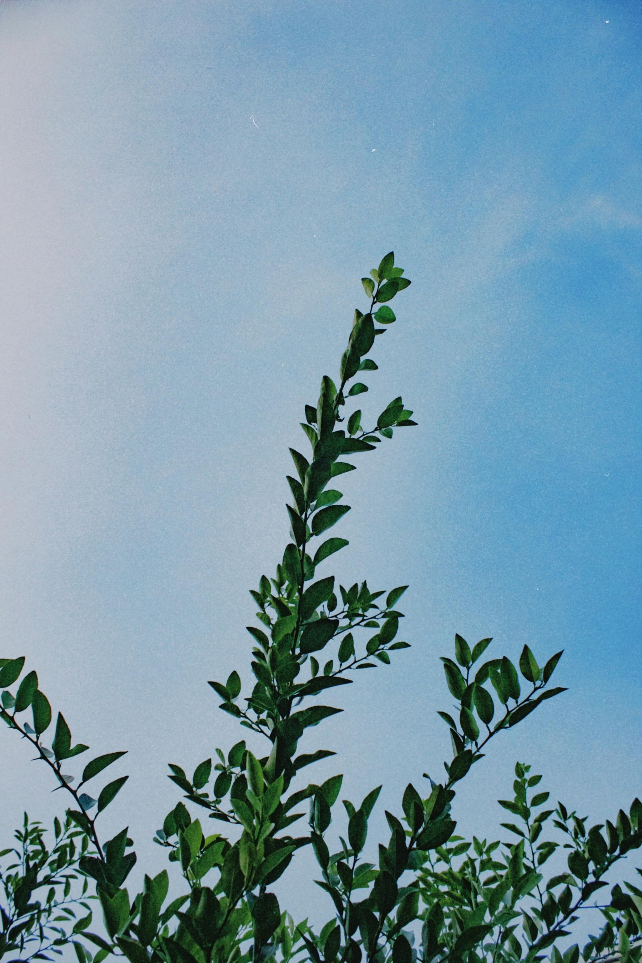 Green Leaves on Tree · Free Stock Photo
