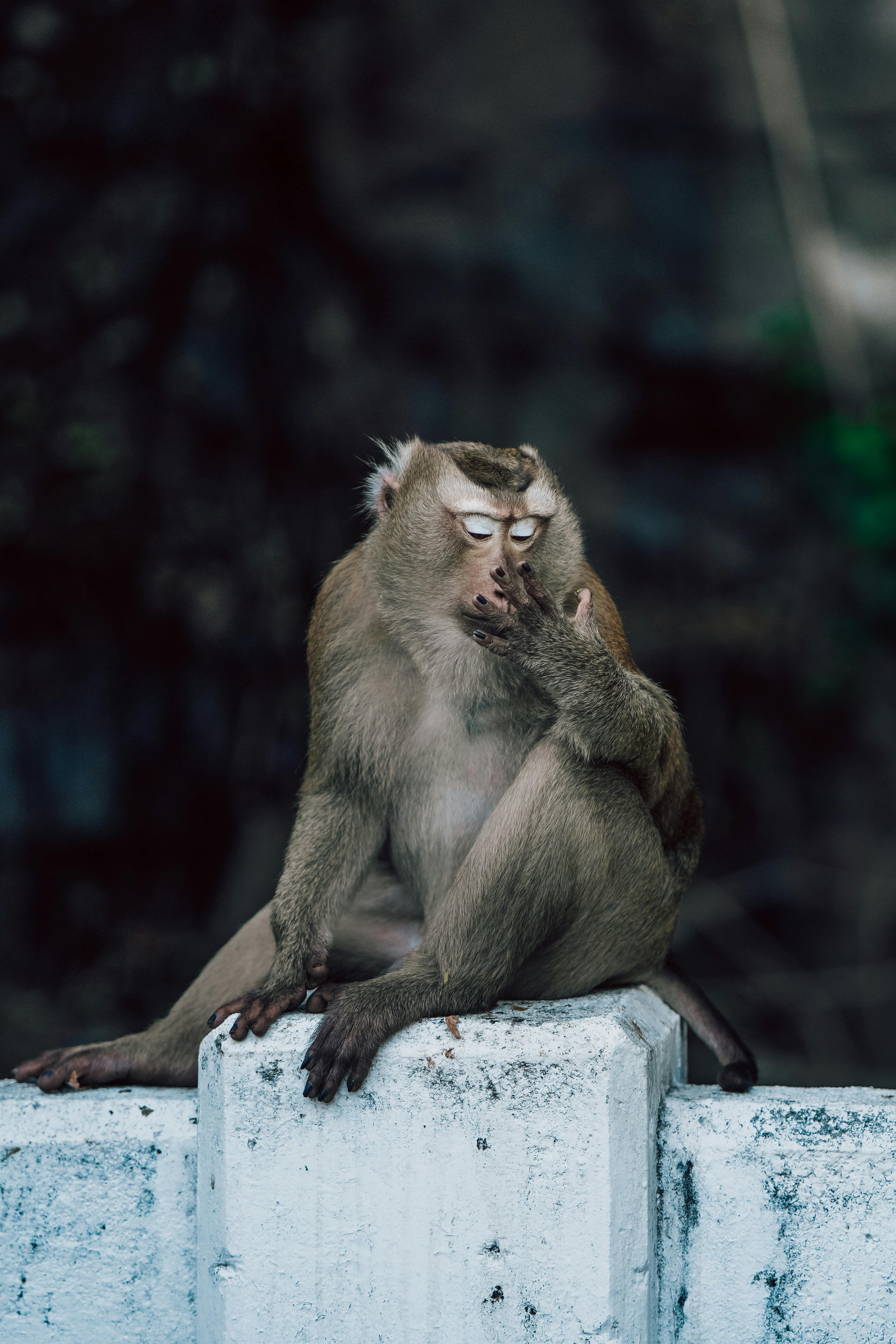 Wounded Monkey Photos, Download Free Wounded Monkey Stock Photos & HD ...
