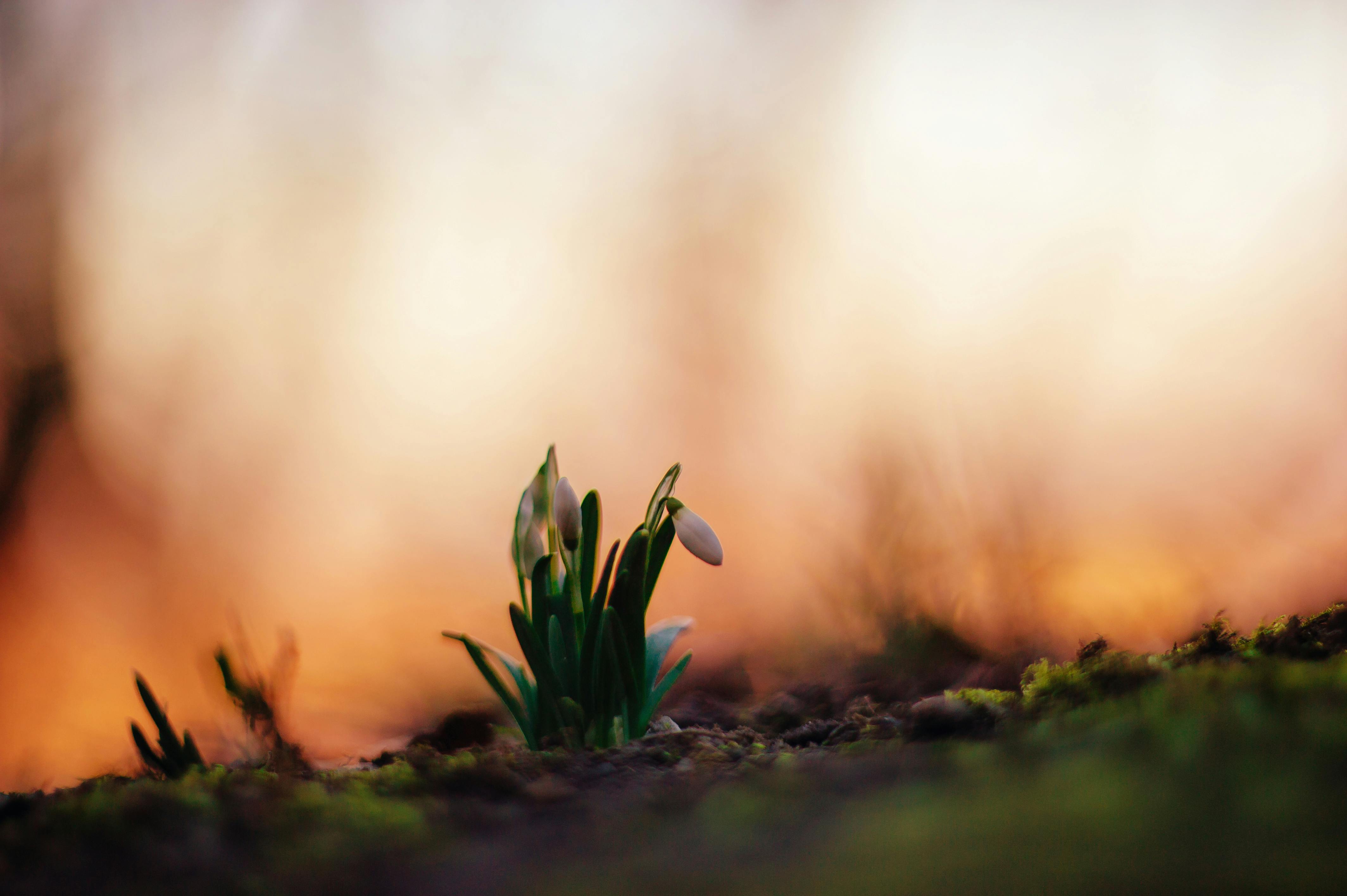 Snowdrop Photos, Download The BEST Free Snowdrop Stock Photos & HD Images