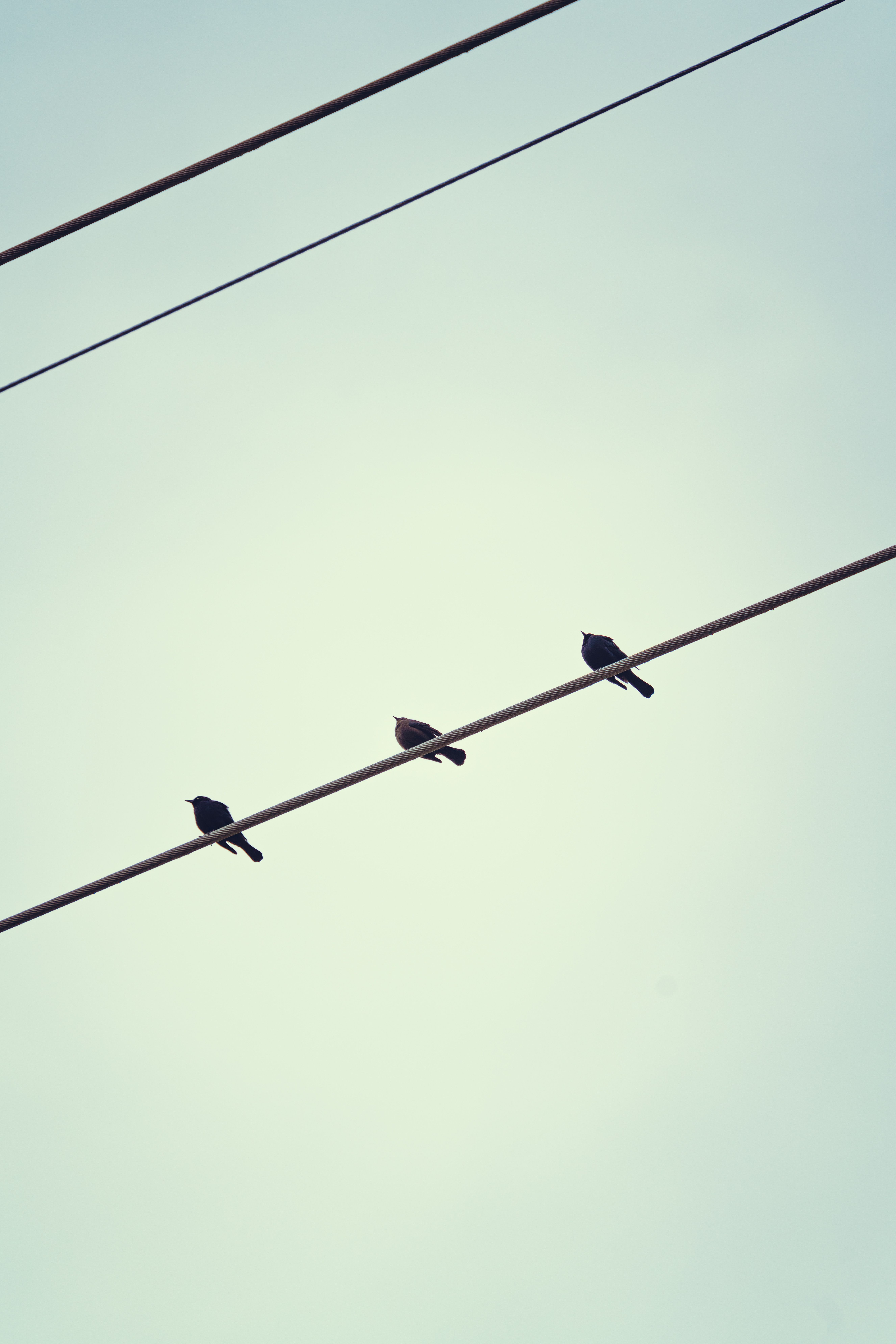 Foto de stock gratuita sobre aireado, al aire libre, aves, aviar ...