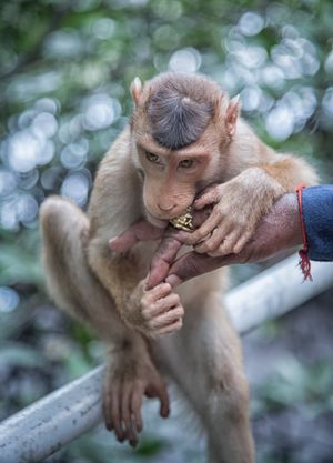 Middle Finger Monkey Photos, Download The BEST Free Middle Finger ...