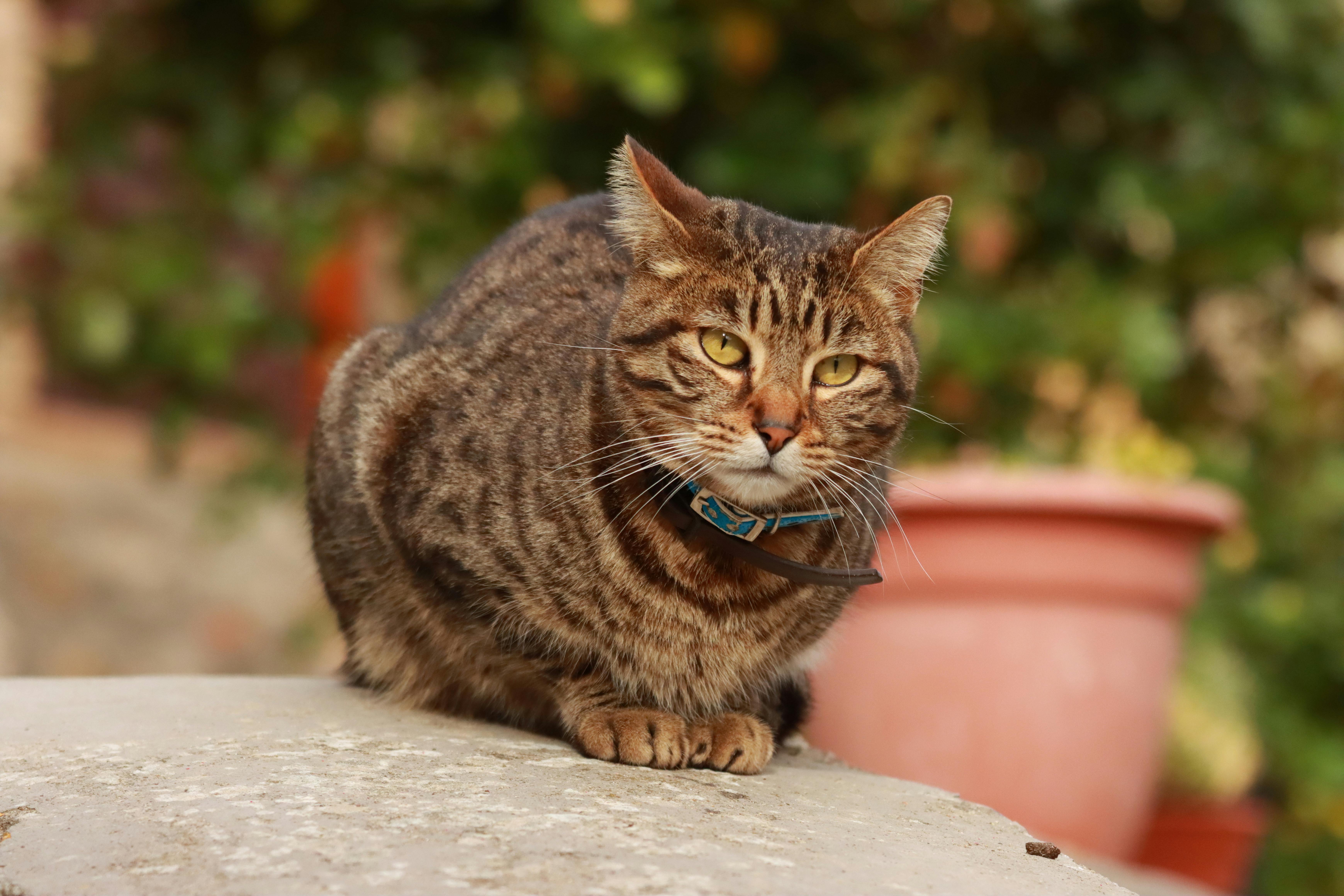 Photo of a Cat · Free Stock Photo