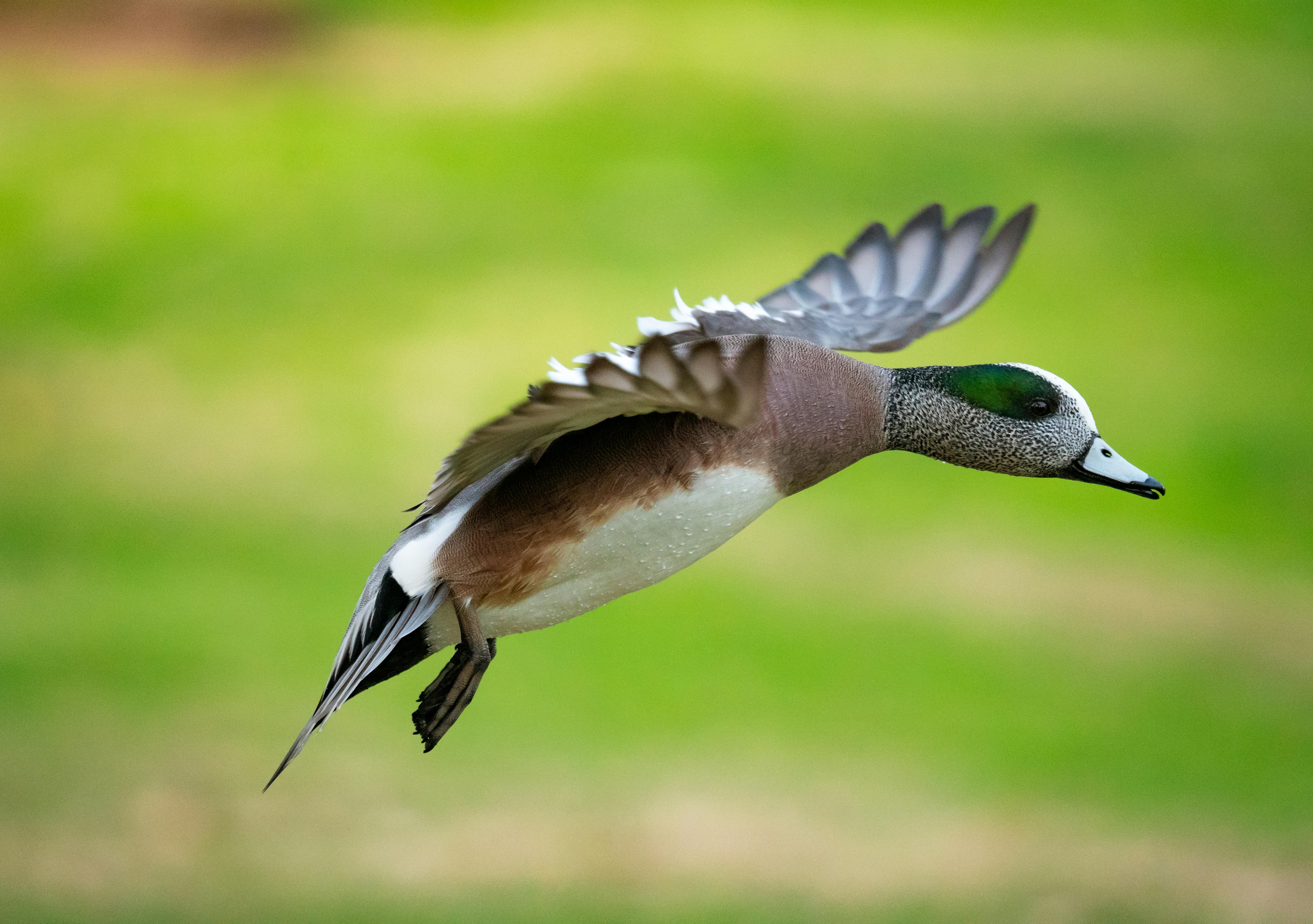Close-up of a Flying American Wigeon · Free Stock Photo