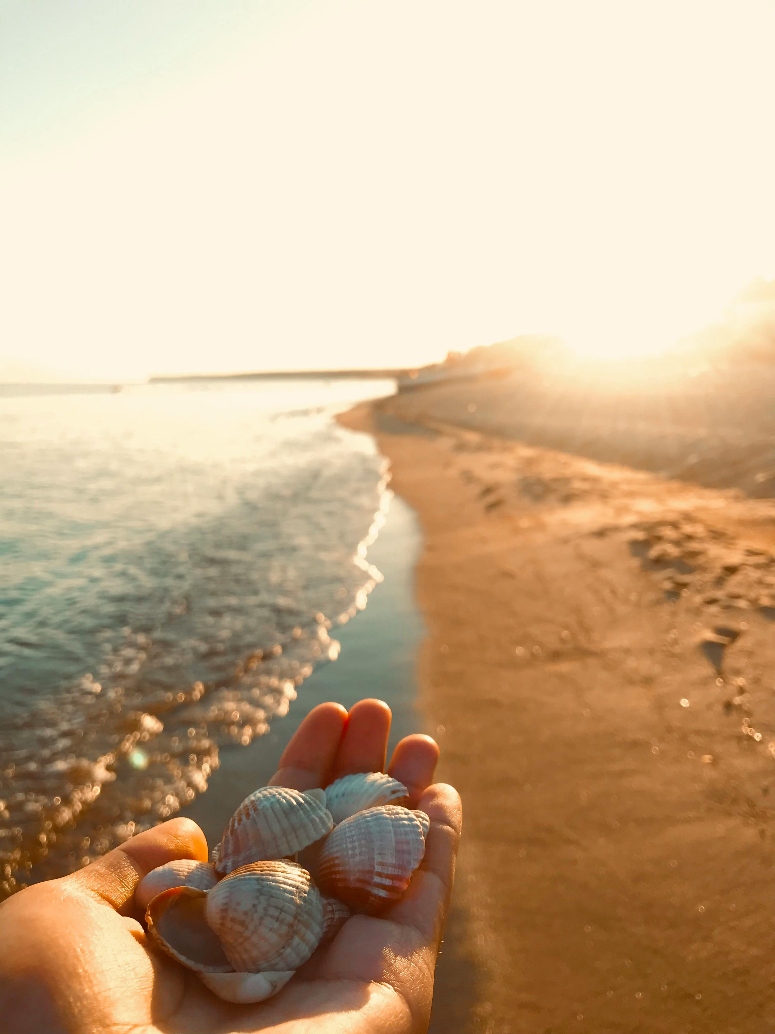 Seashells in Hand and Sea · Free Stock Photo