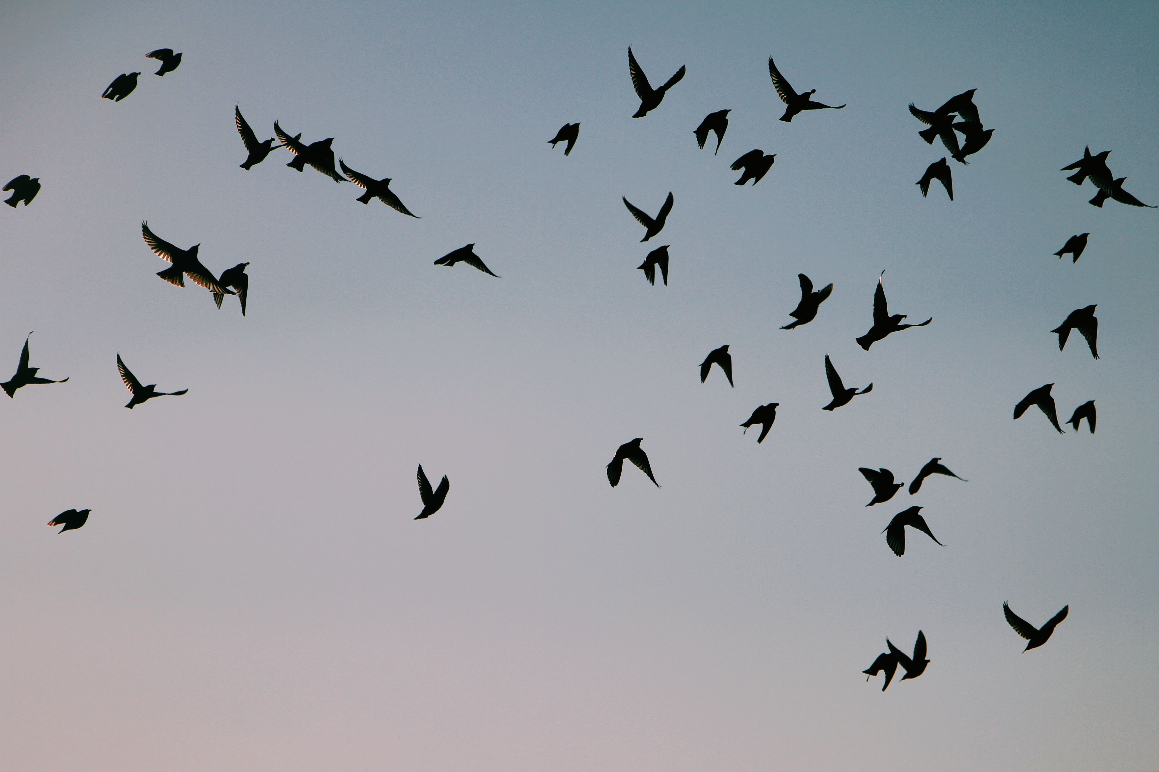 A Flock of Birds in Formation Flying · Free Stock Photo