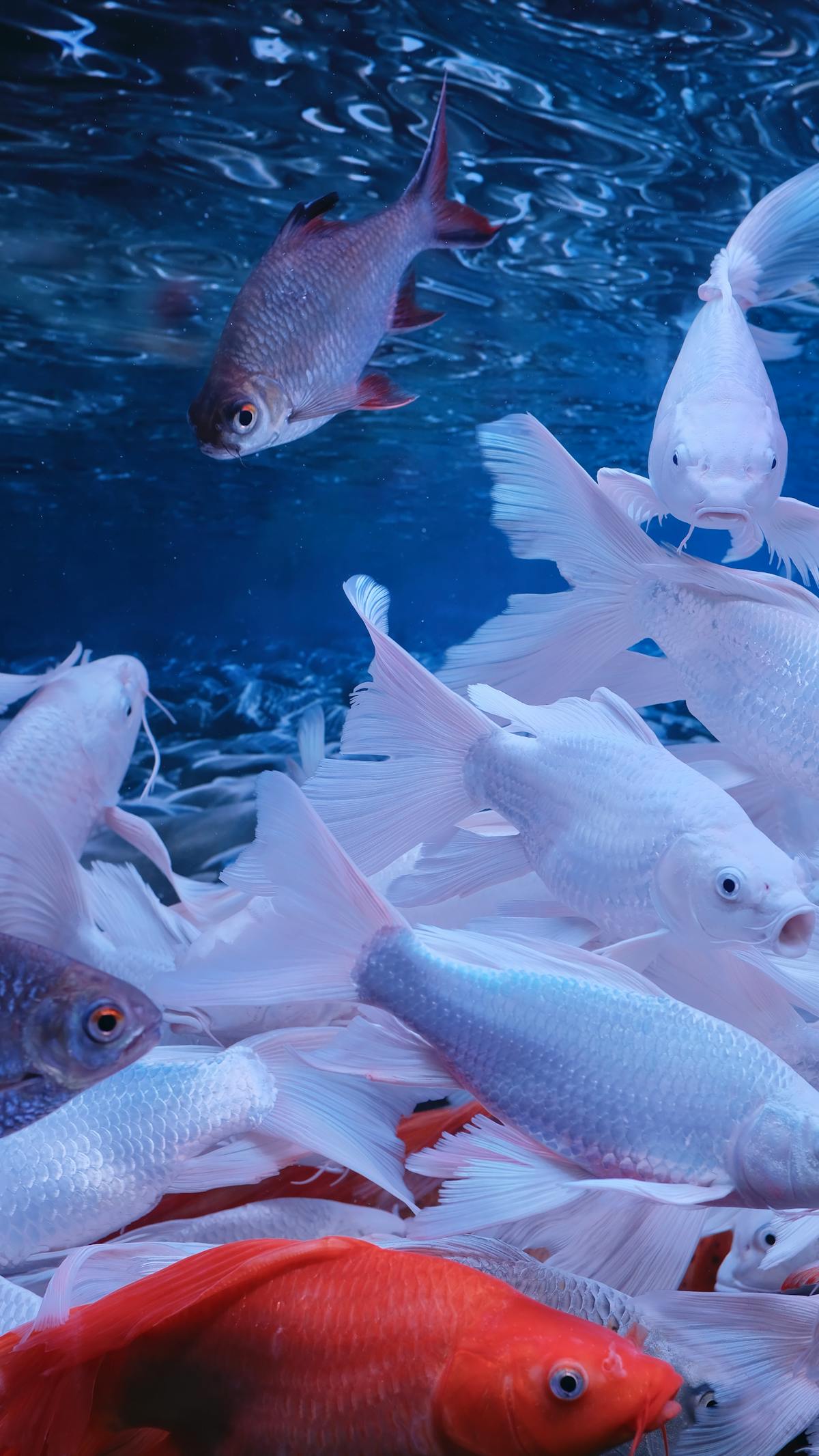 Koi Fish Wallpaper Photos, Download The BEST Free Koi Fish Wallpaper ...