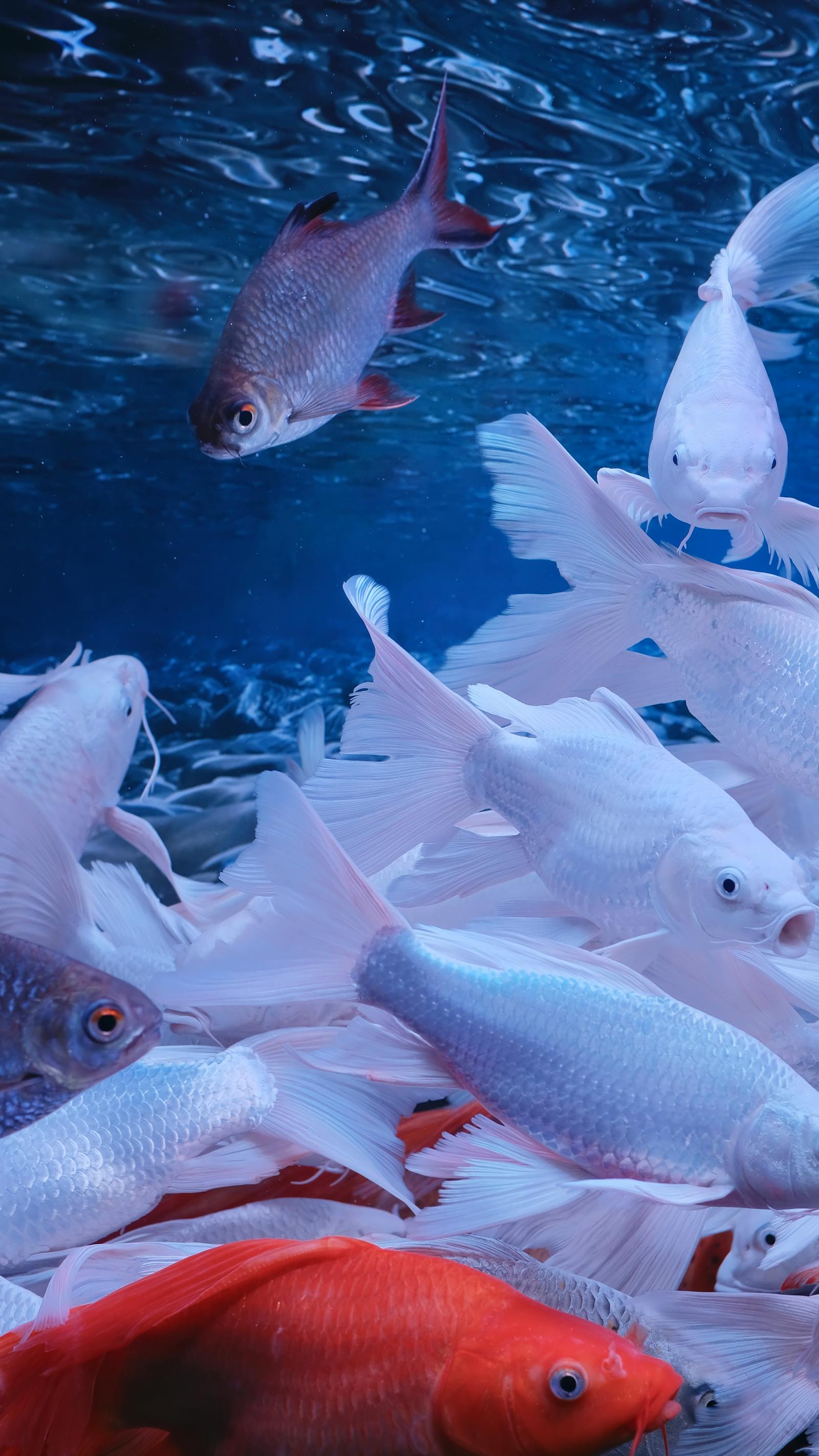 Koi Fish Wallpaper Photos, Download The BEST Free Koi Fish Wallpaper ...