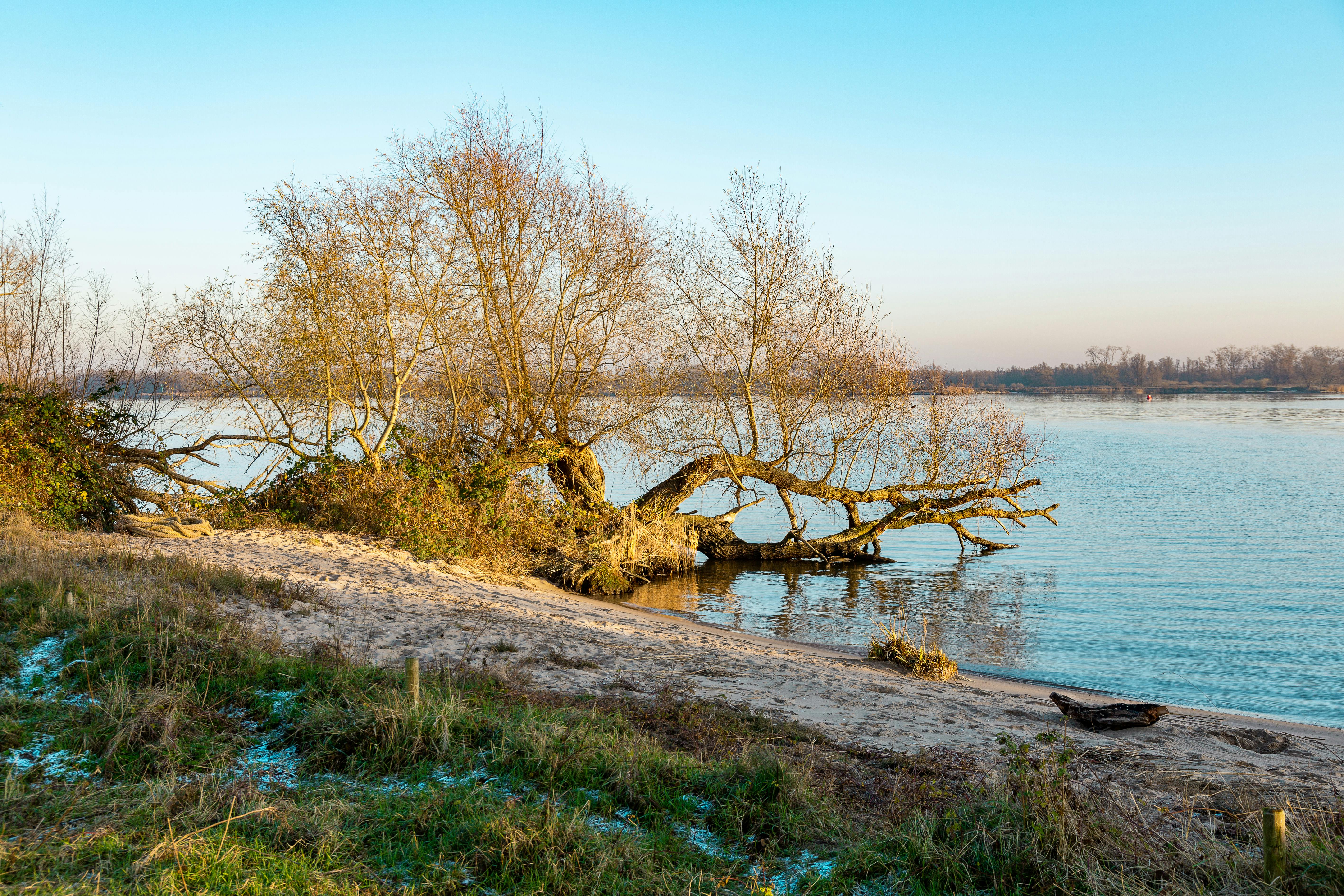 Leafless Tree on Water · Free Stock Photo