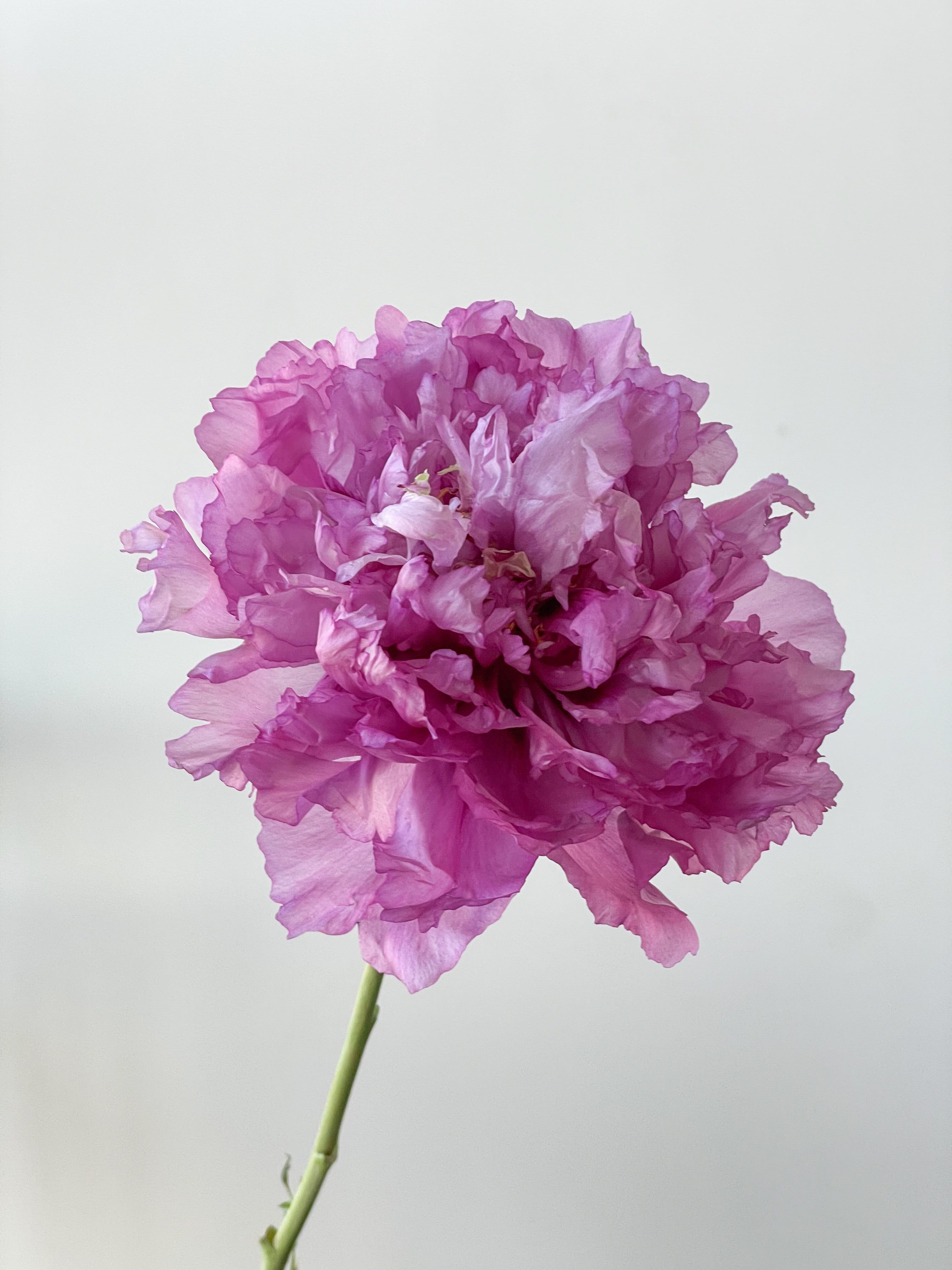 Peonies in Bloom · Free Stock Photo