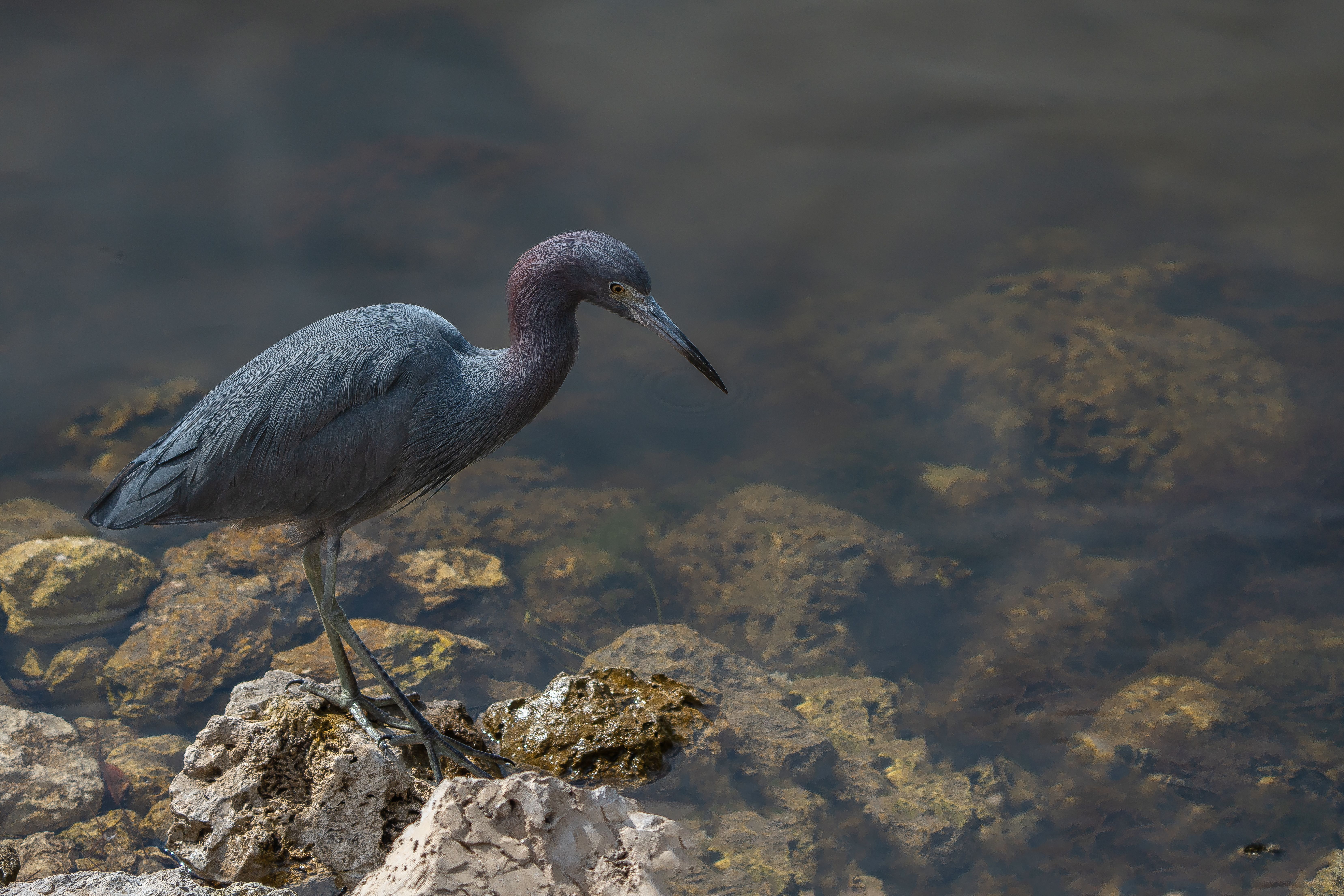 Photograph of a Little Blue Heron · Free Stock Photo