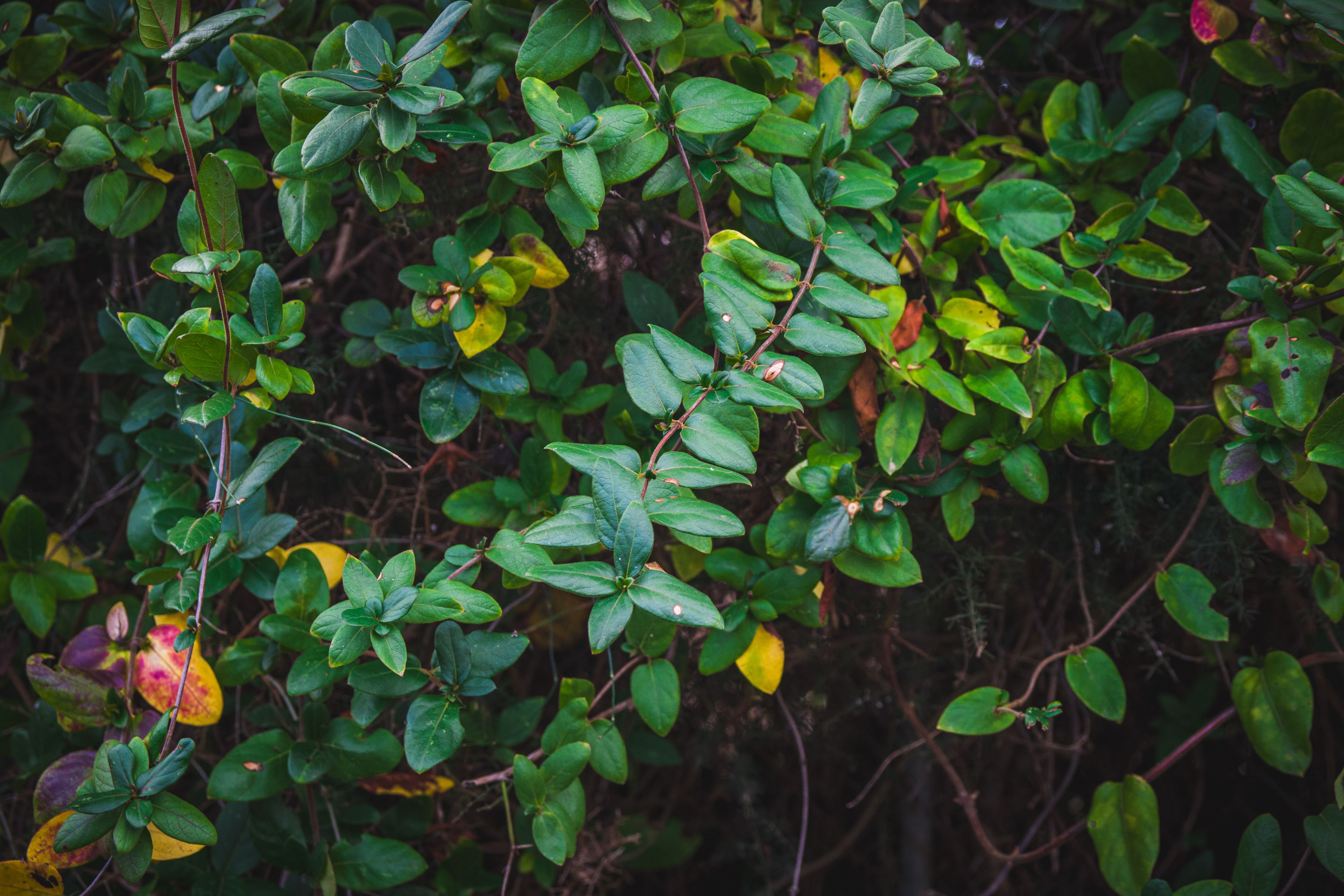 Leaves on Bush · Free Stock Photo