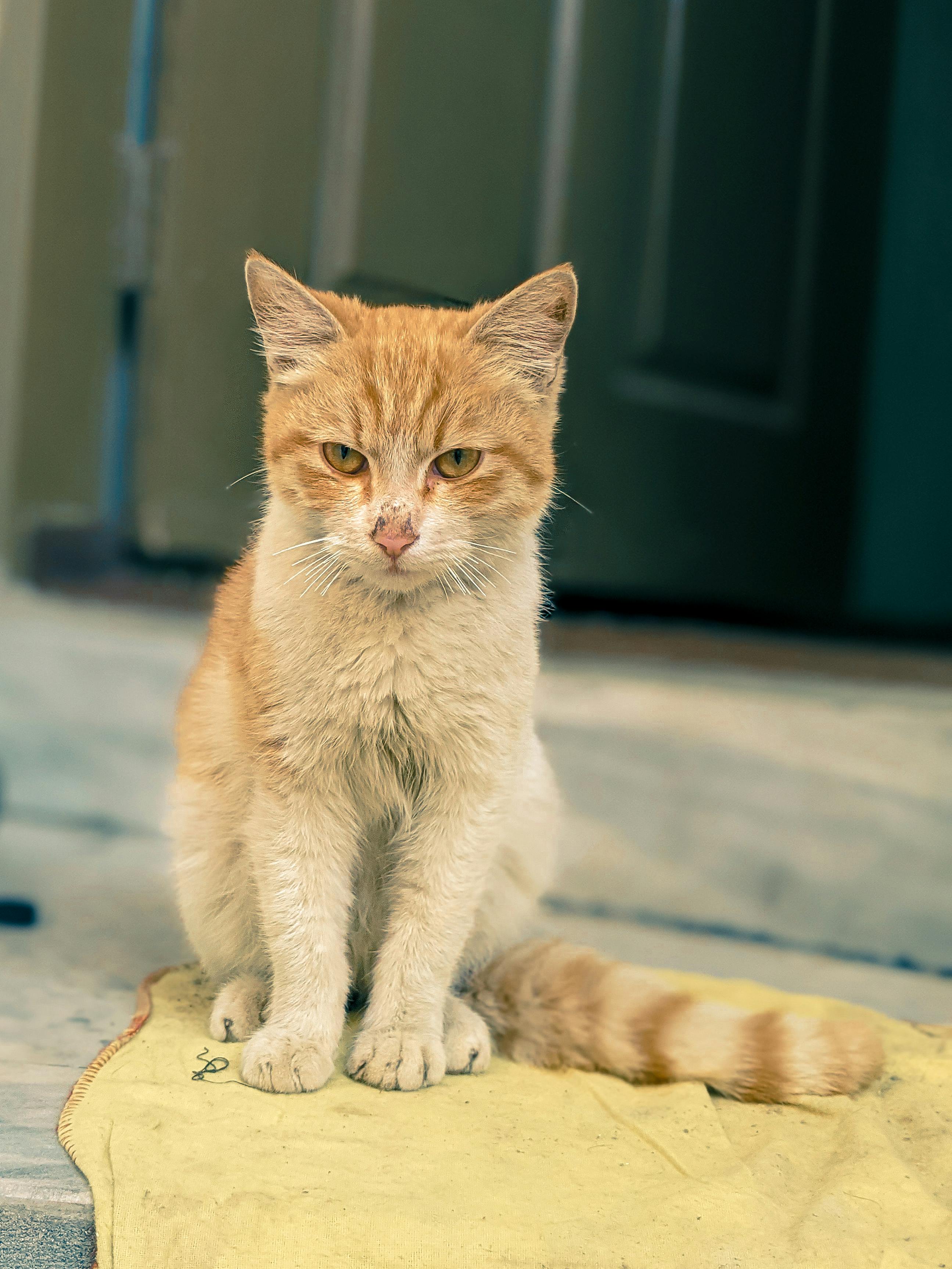 Cat Animation Wallpapers Photos, Download The BEST Free Cat Animation ...