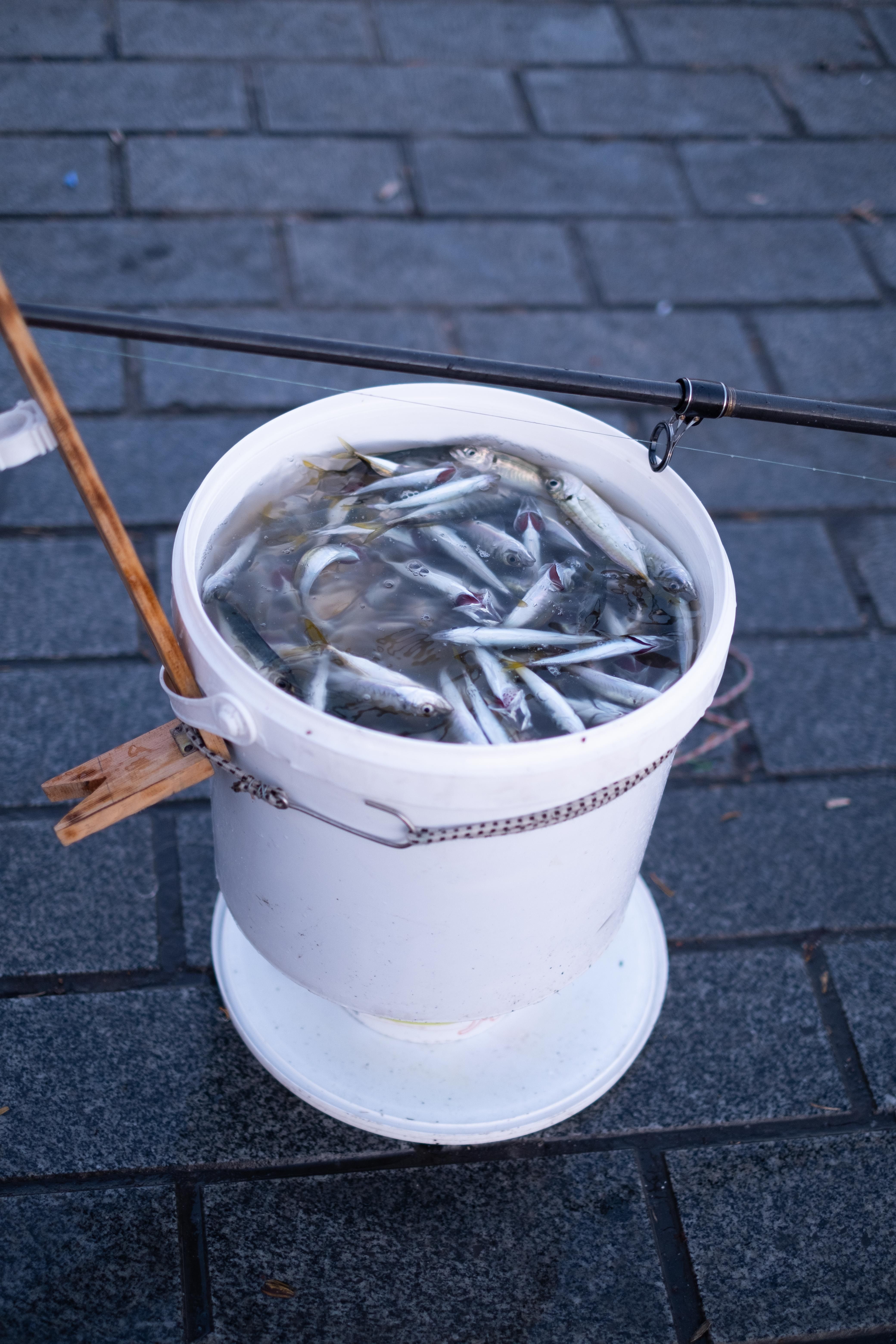 Bucket with Fish on Pavement · Free Stock Photo
