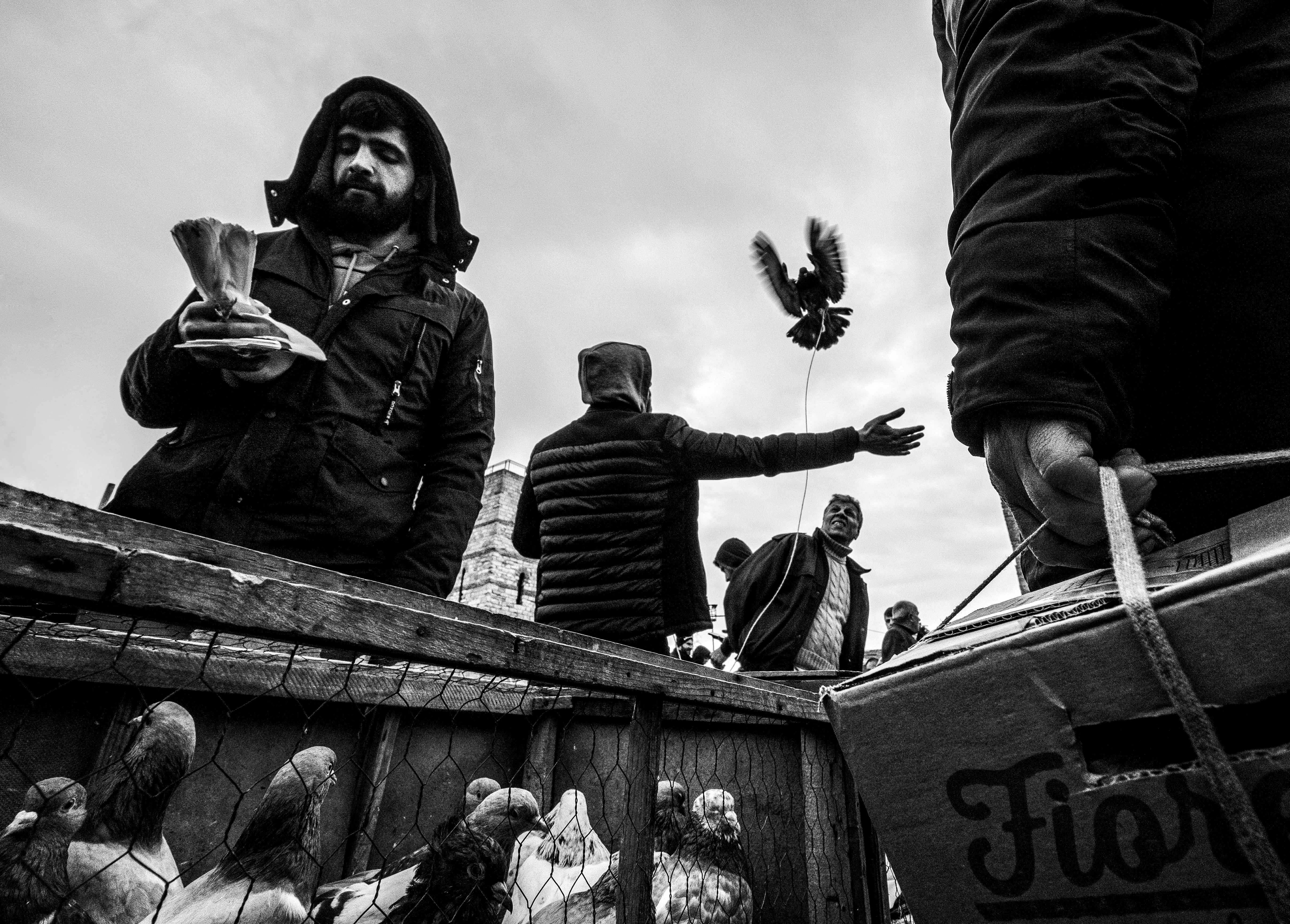 Birds Freedom Cage Photos, Download The BEST Free Birds Freedom Cage ...