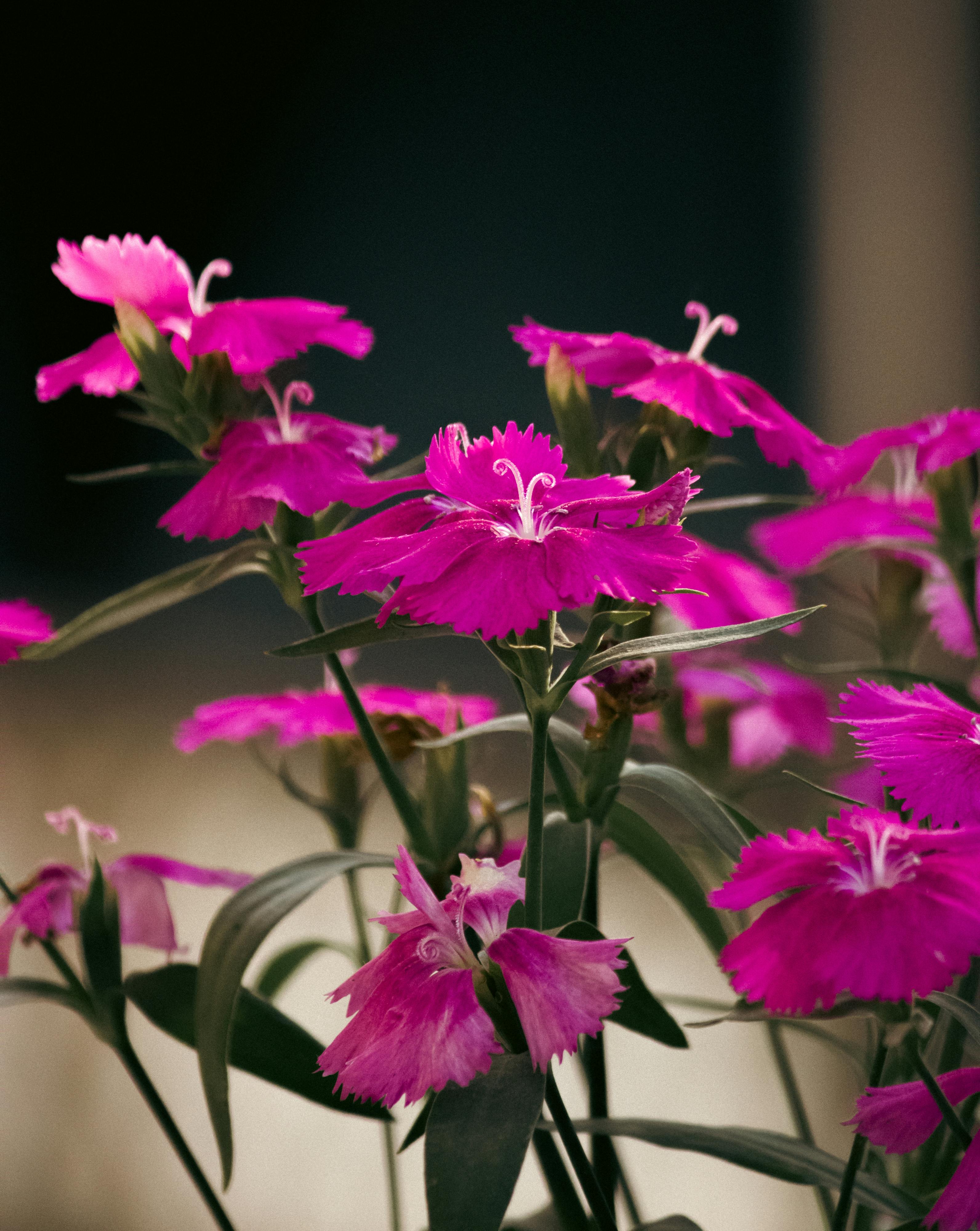 Purple Leader Photos, Download The BEST Free Purple Leader Stock Photos ...