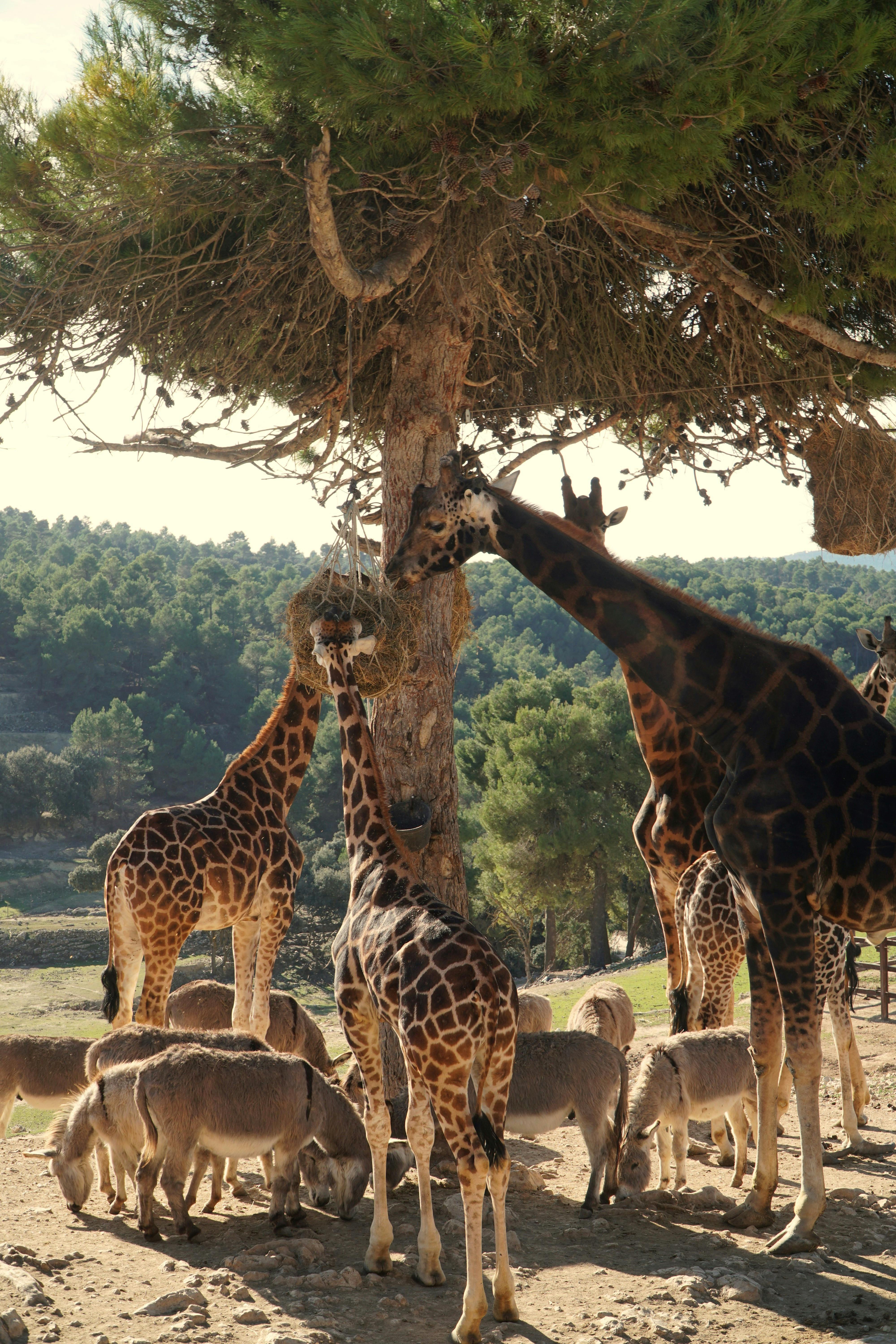 View of Giraffes and Donkeys in a Park · Free Stock Photo