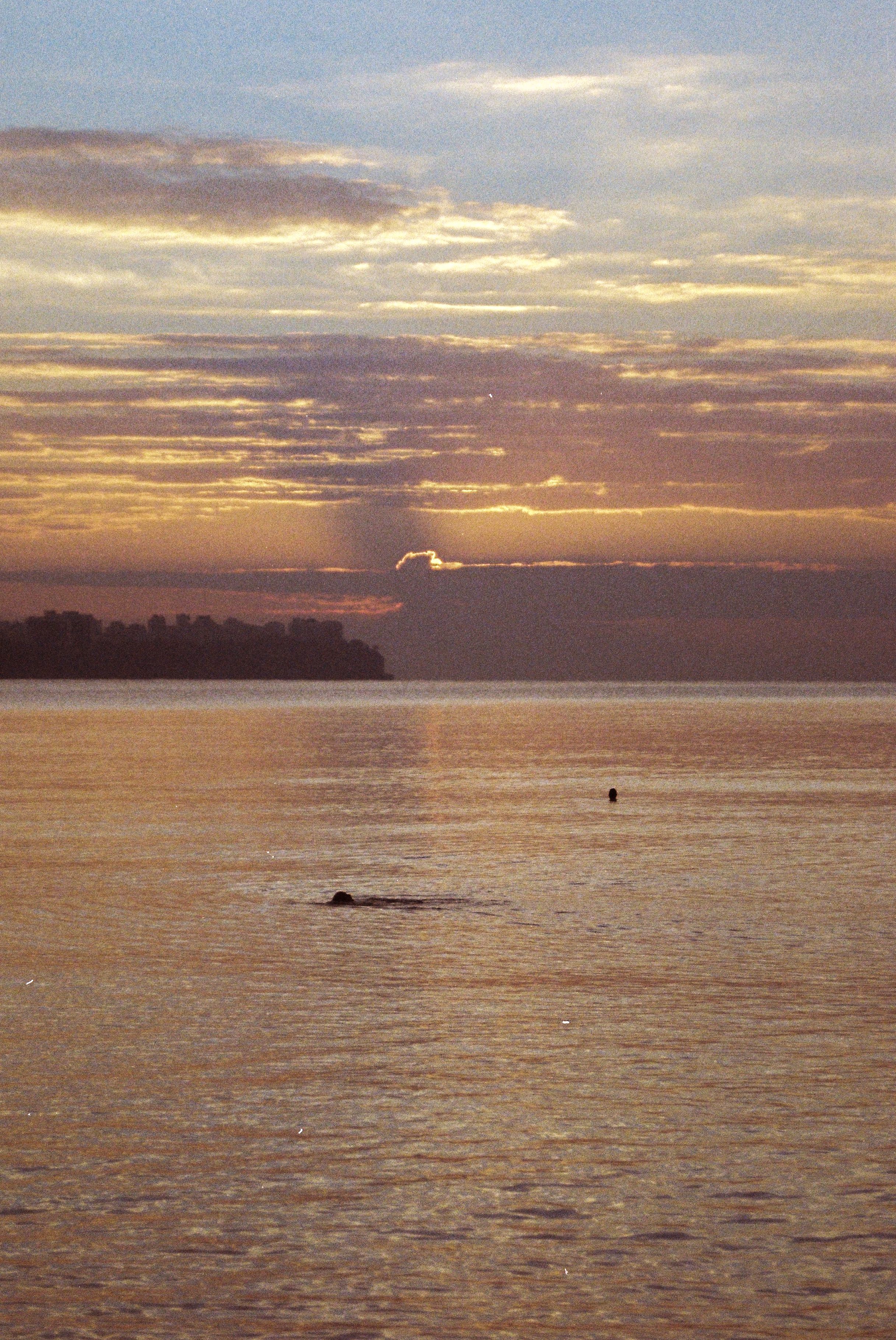 People Swimming in Lake at Sunset · Free Stock Photo