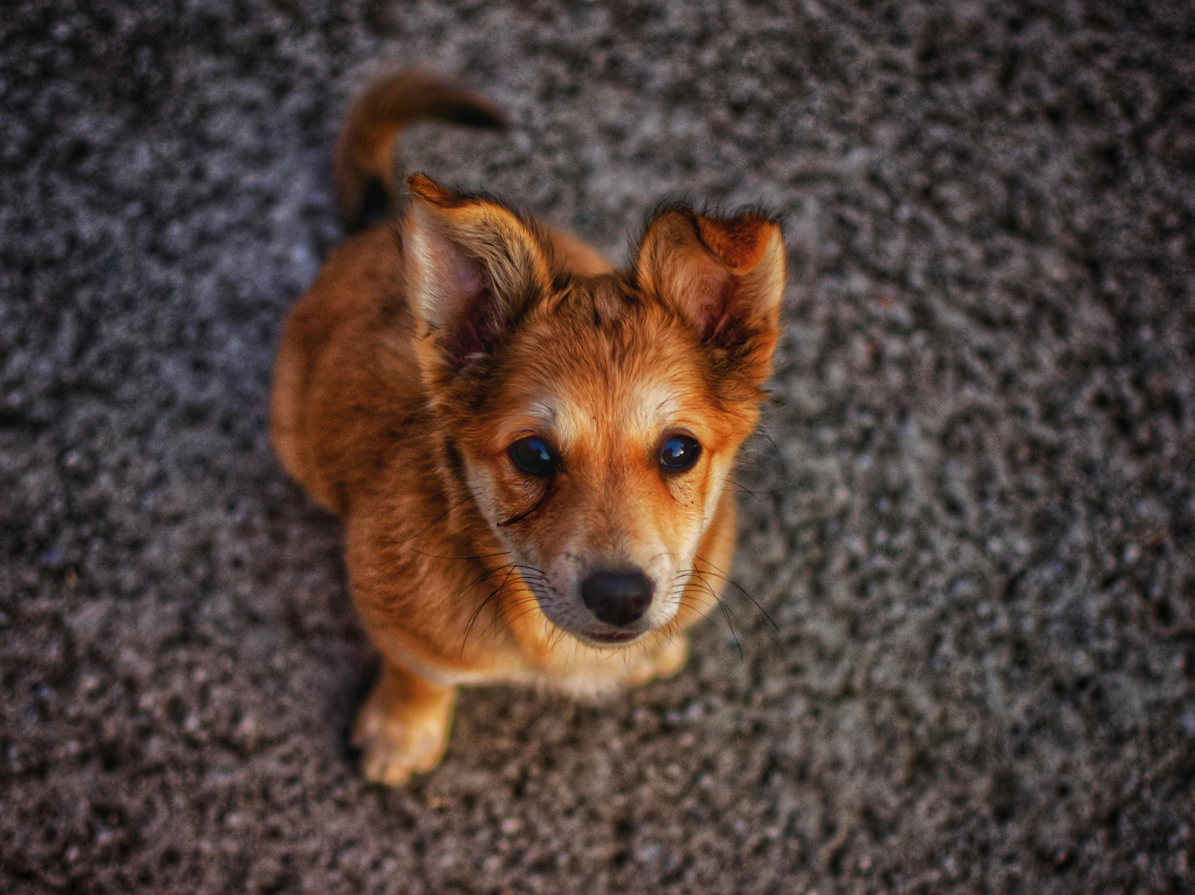Brown and White Border Collie Mix Puppy · Free Stock Photo