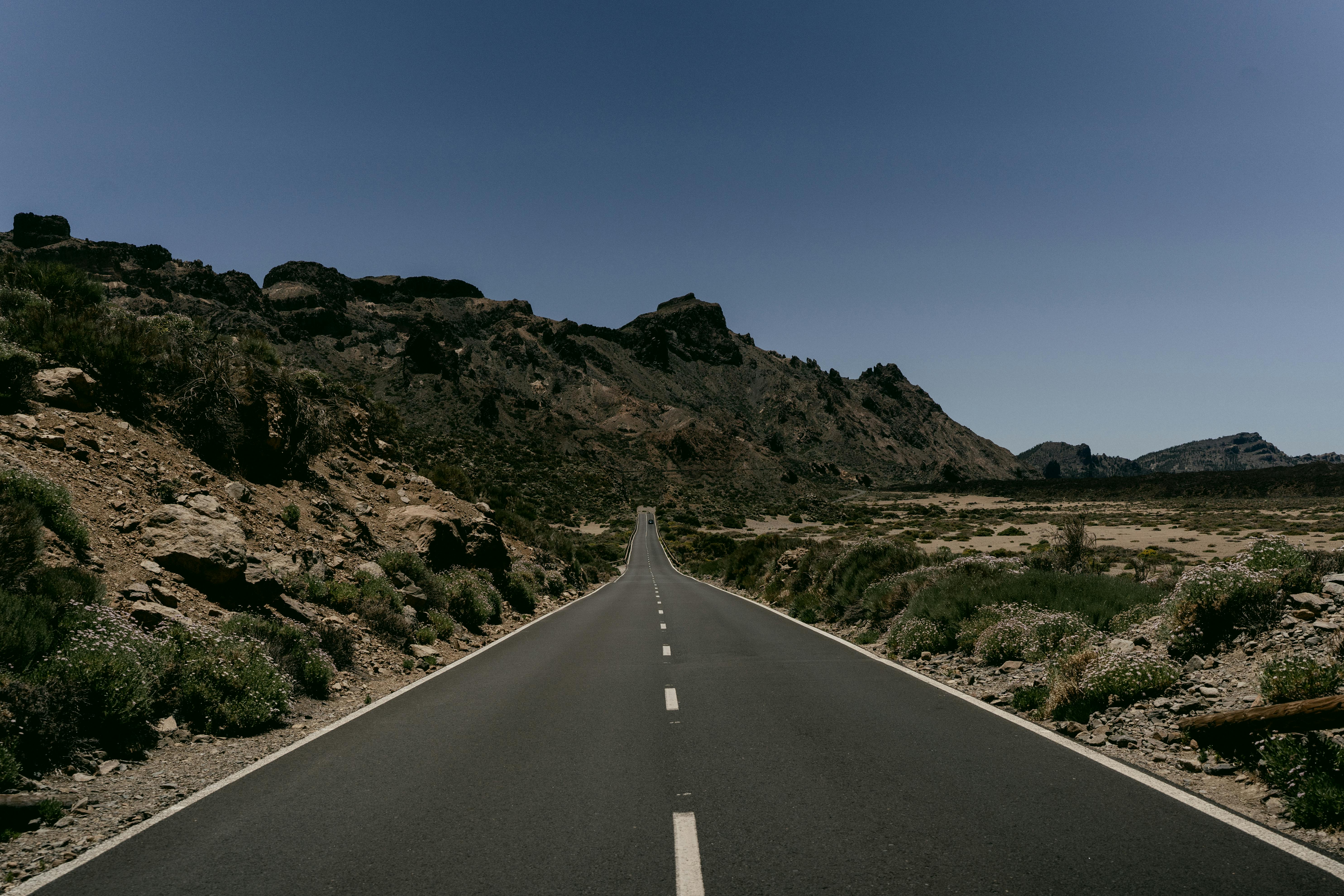 Asphalt Road in Between Trees · Free Stock Photo