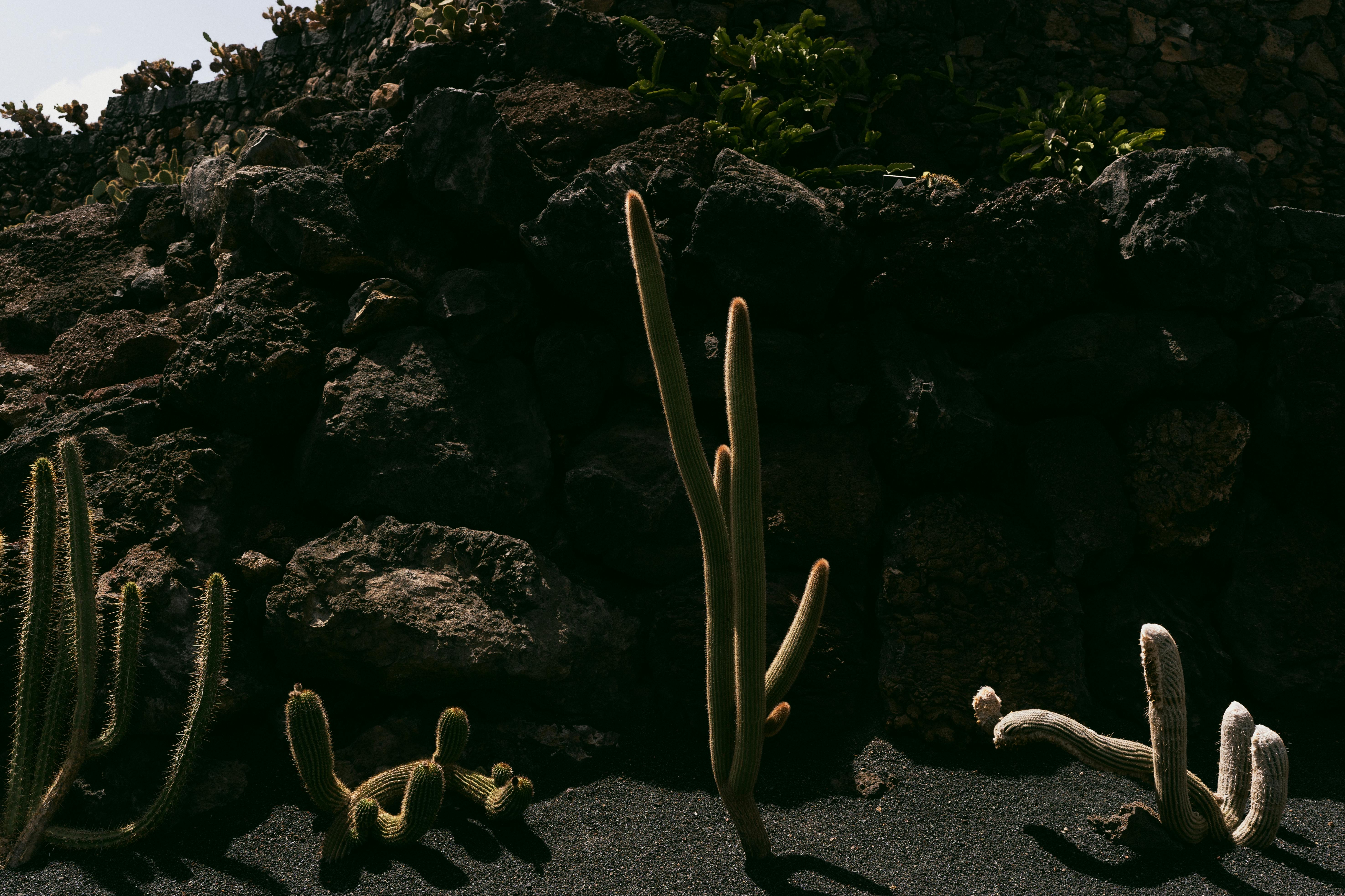 Cacti Growing by Rocks · Free Stock Photo