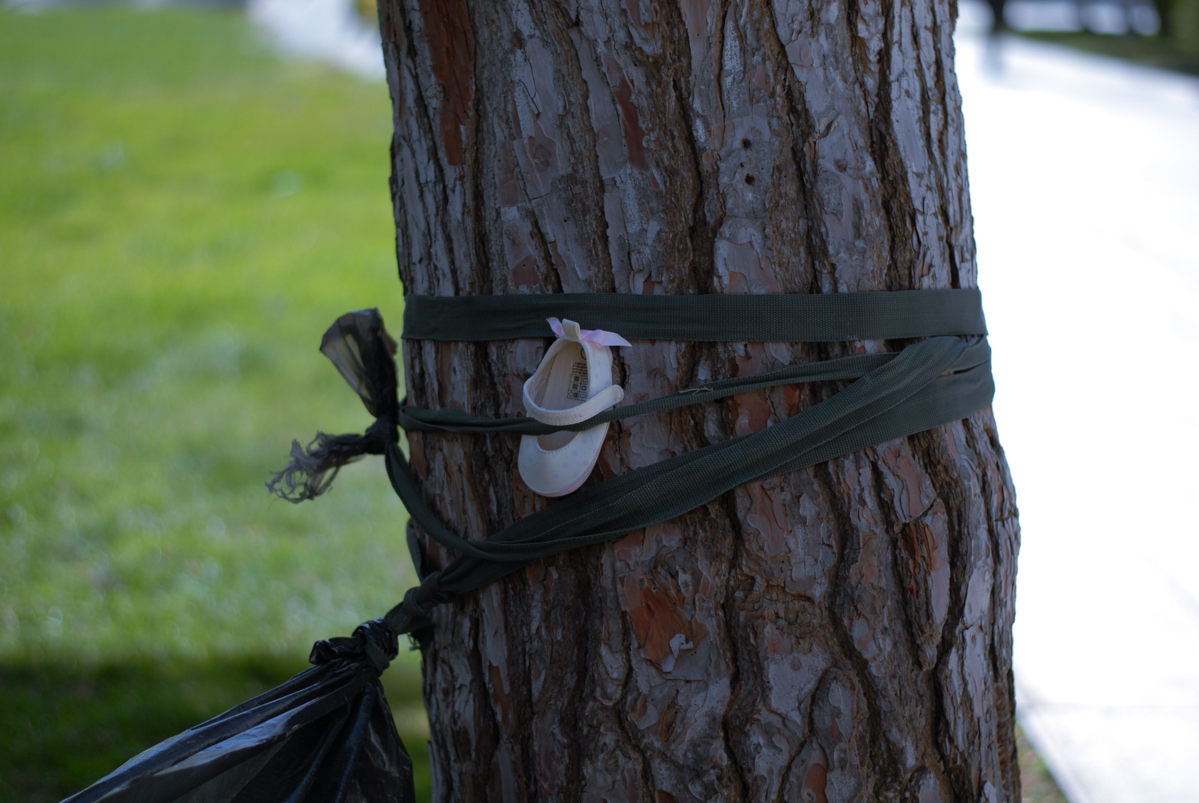 Tiny Shoe on Tree · Free Stock Photo