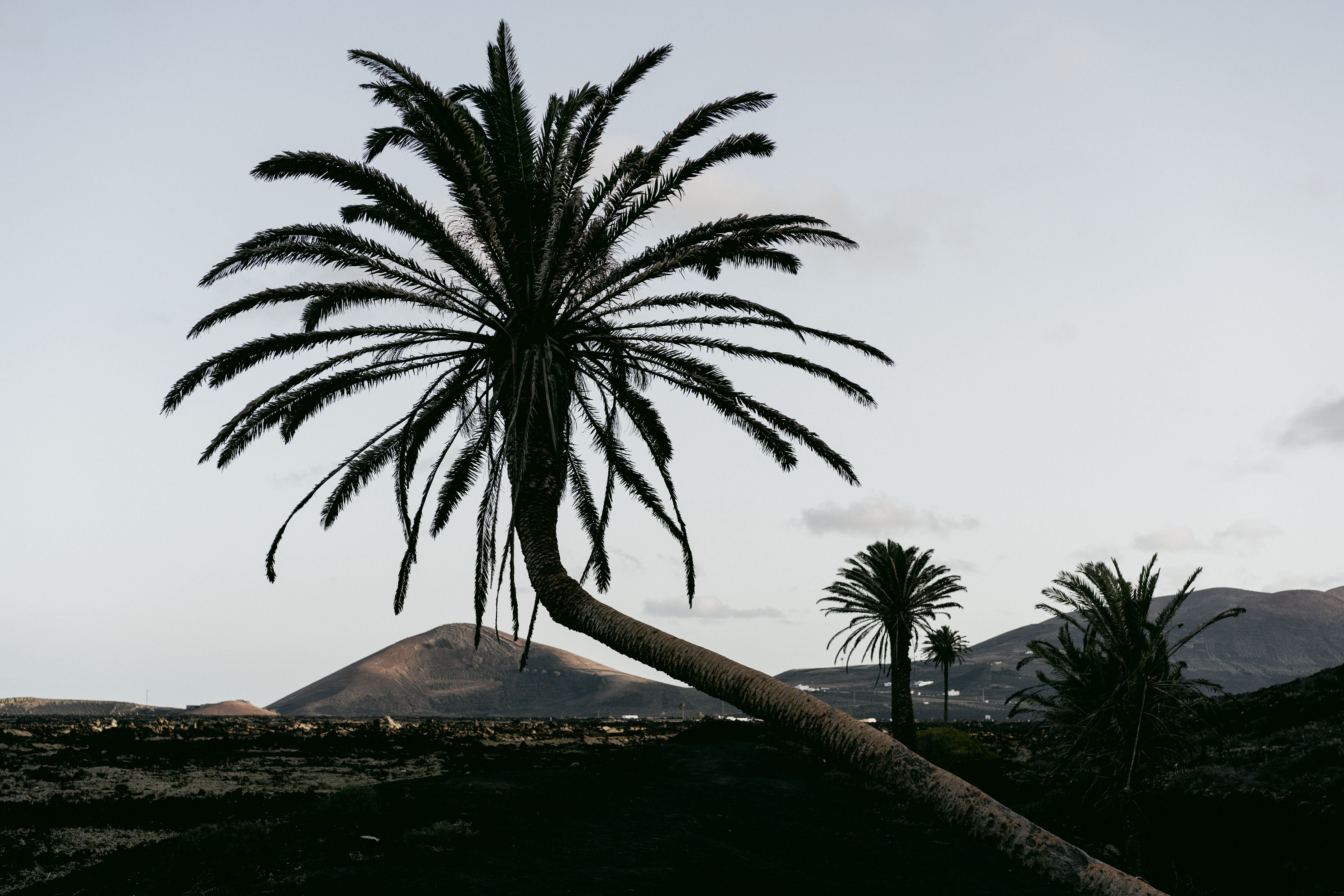 A Bent Palm Tree · Free Stock Photo
