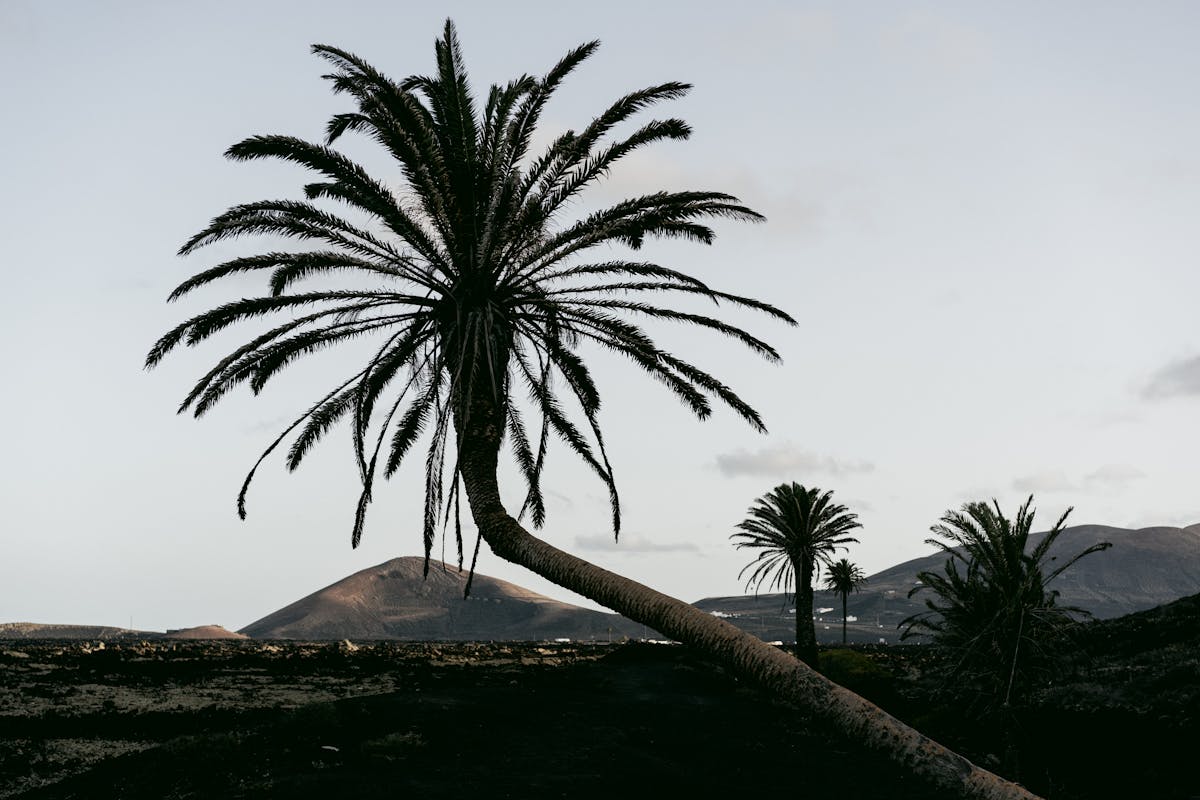 Bent Palm Trees Photos, Download The BEST Free Bent Palm Trees Stock ...