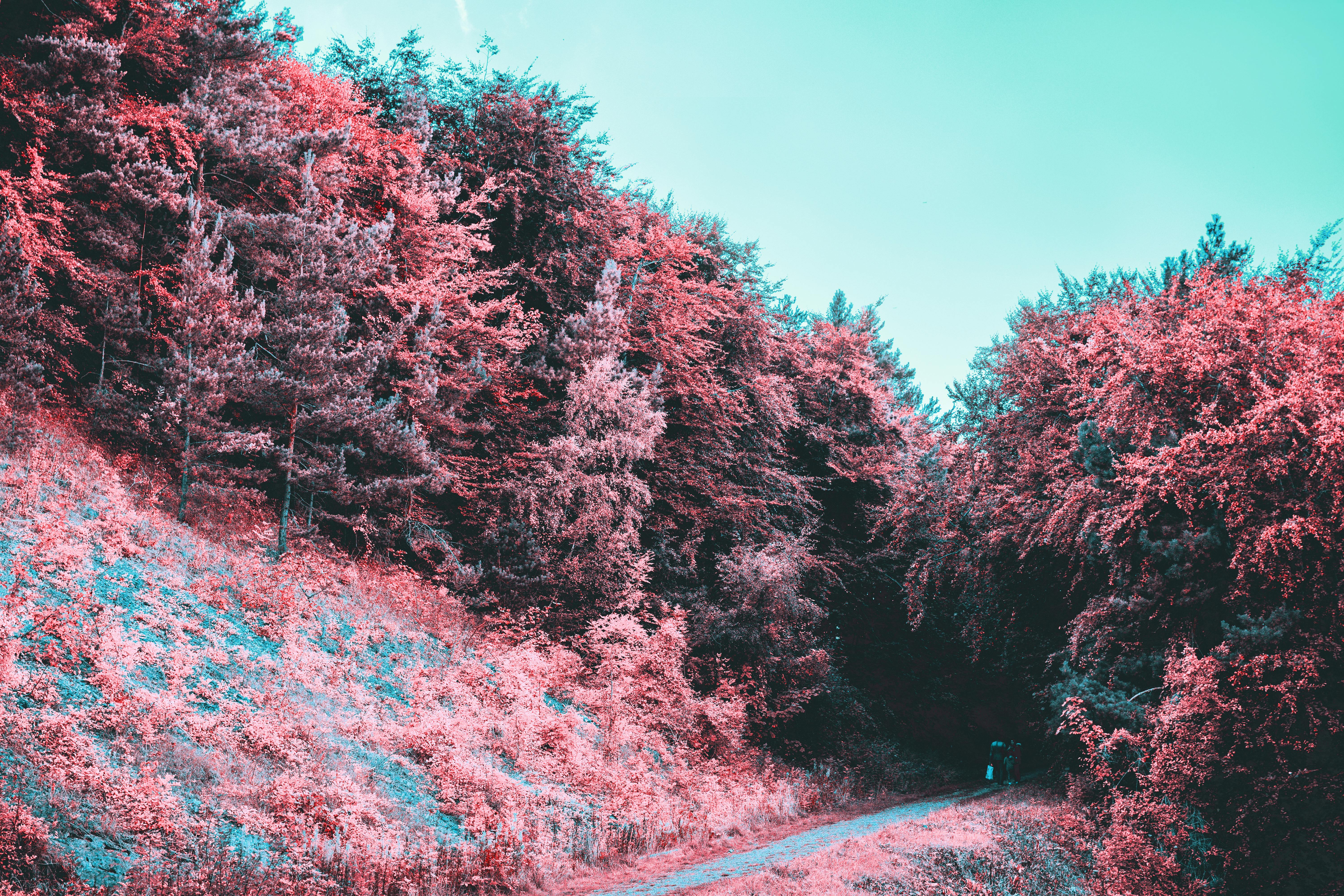 Pink Leafed Trees · Free Stock Photo