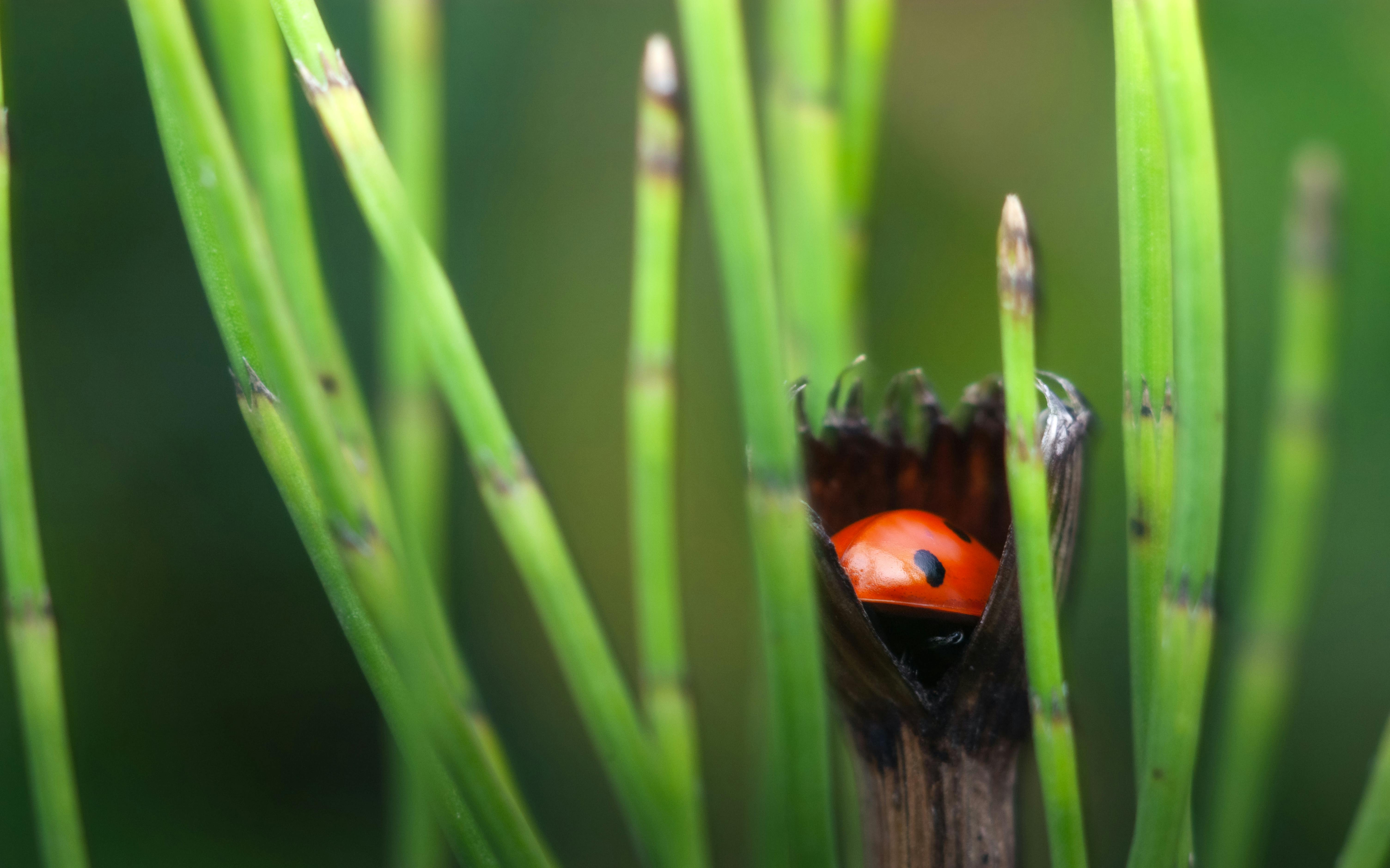 A ladybug is hiding in the grass · Free Stock Photo