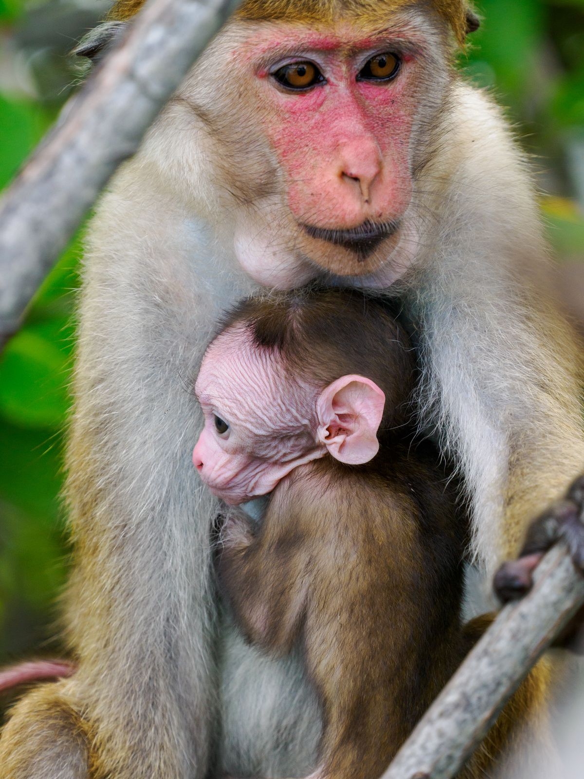 4k Monkey Wallpaper Photos, Download The BEST Free 4k Monkey Wallpaper ...