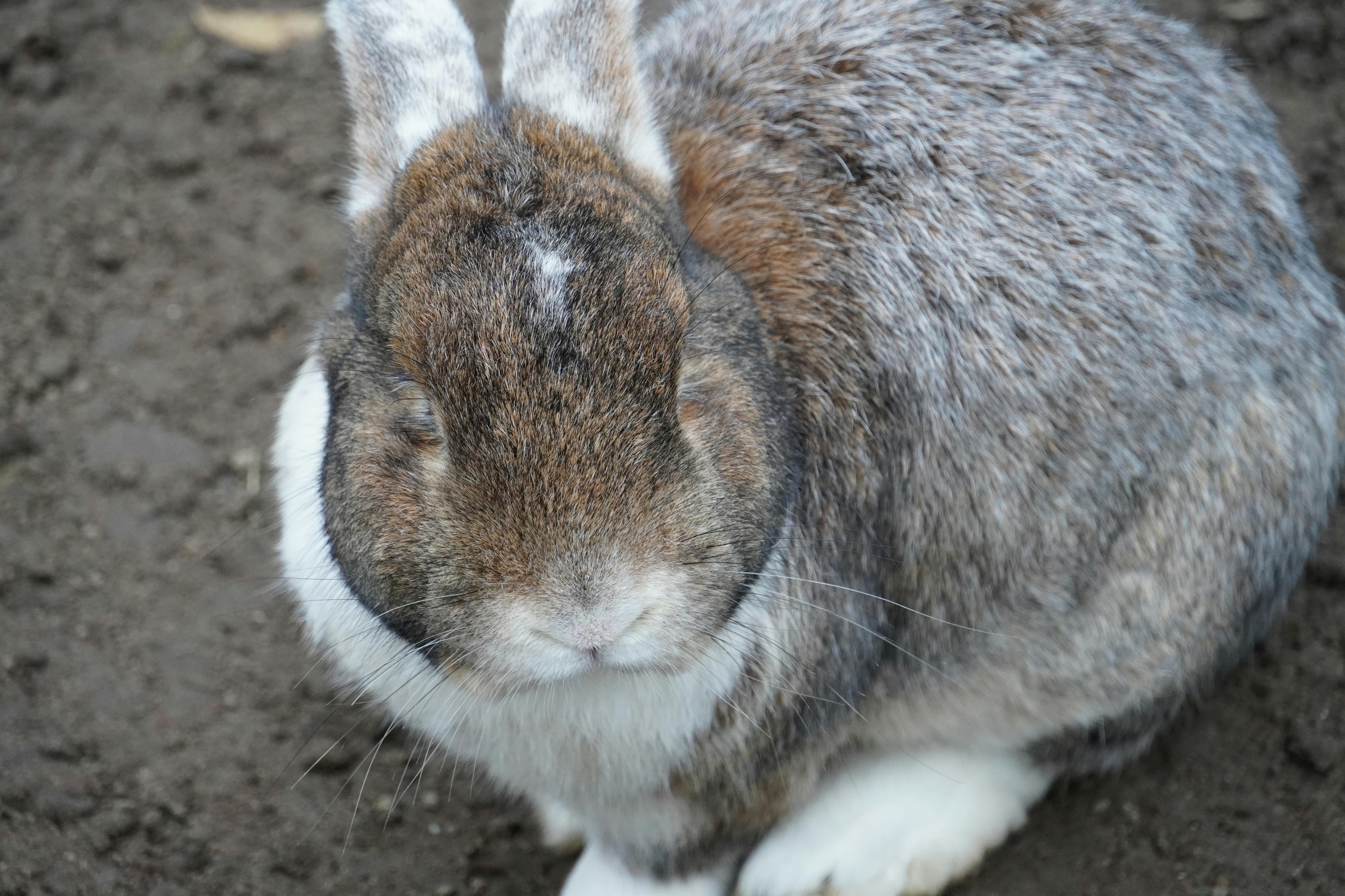 Close-up of Rabbit in Nature · Free Stock Photo