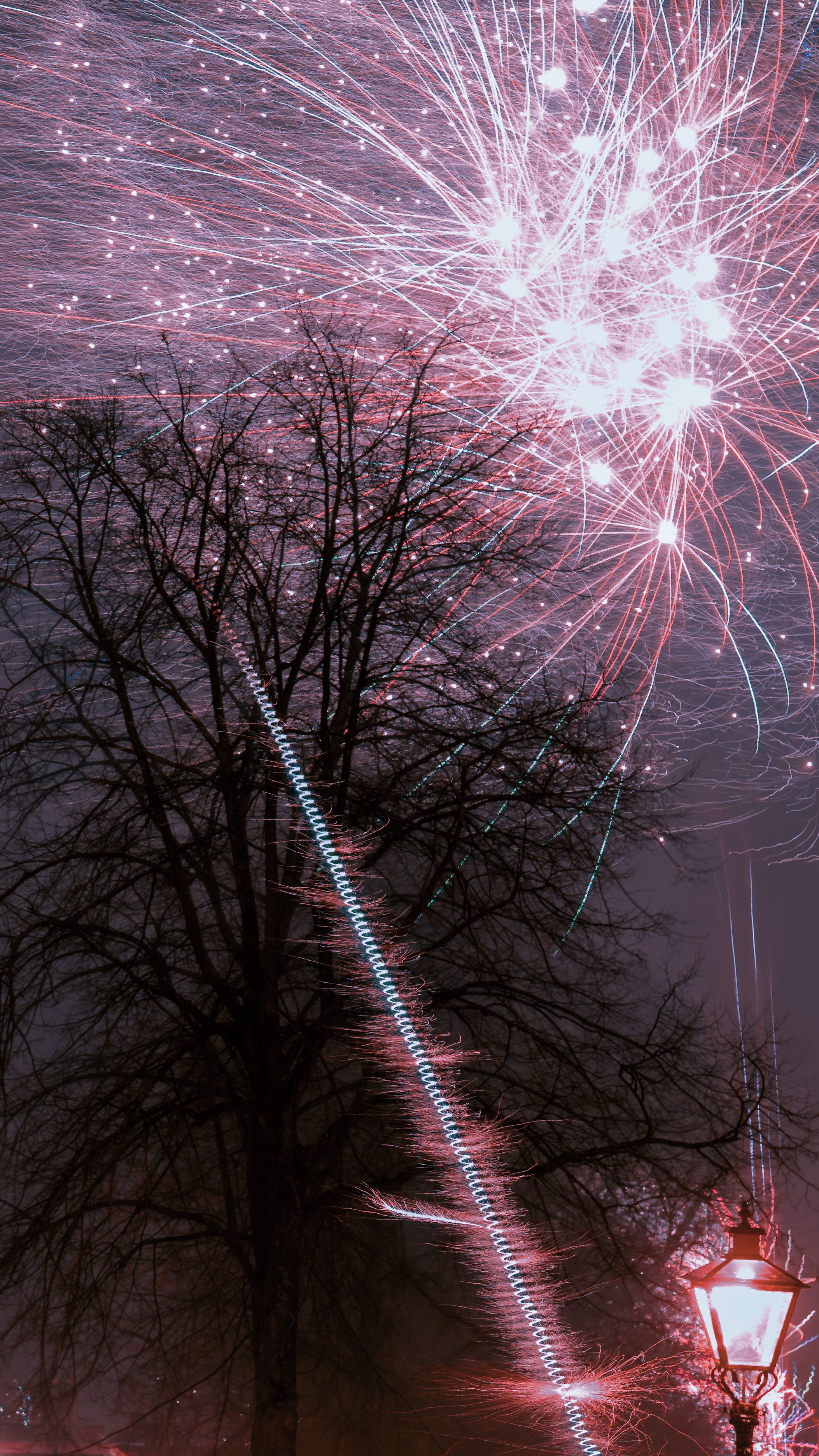 Fireworks in the Sky Behind a Bare Tree · Free Stock Photo