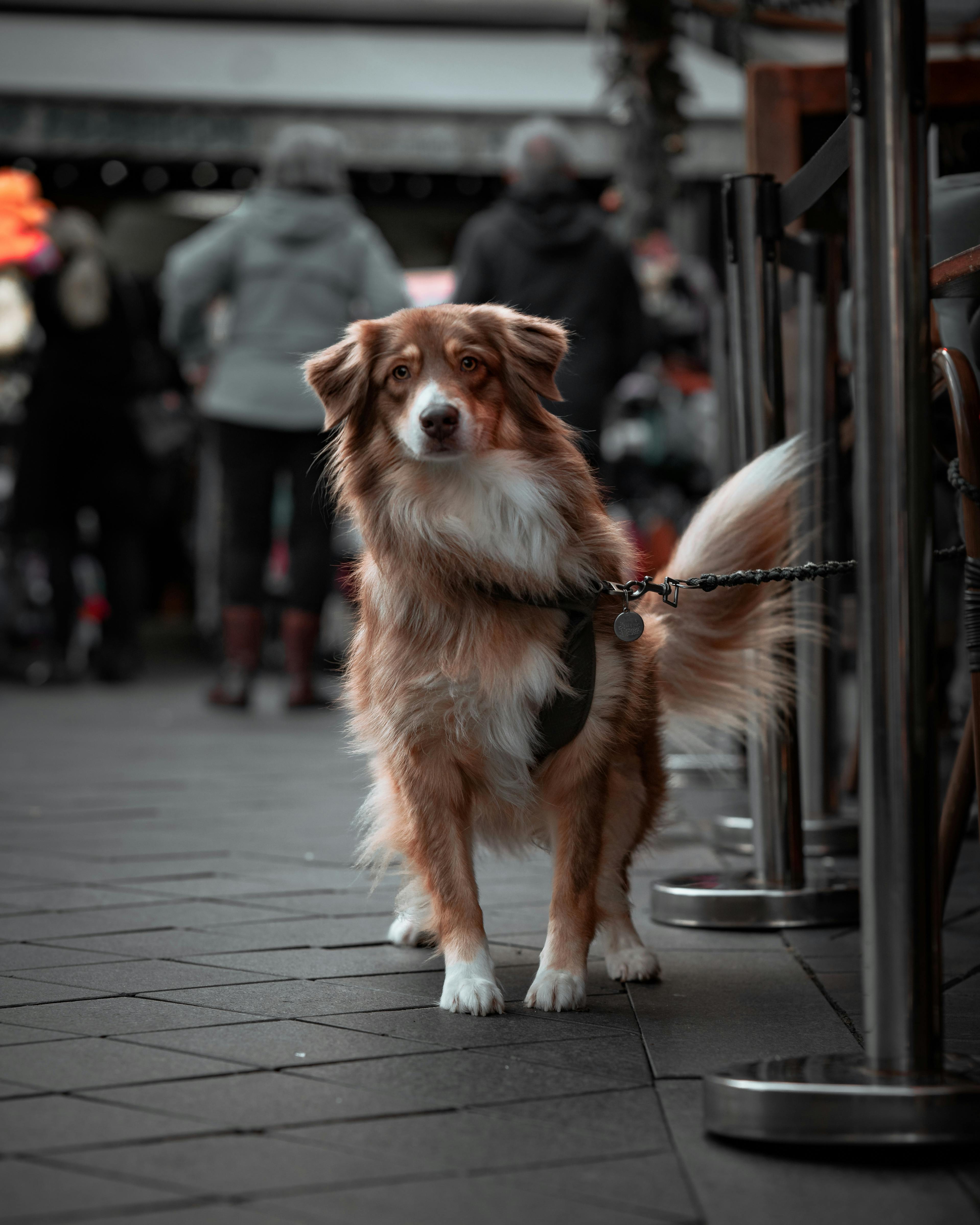 Foto de stock gratuita sobre adorable, animal domestico, atado, canidae ...