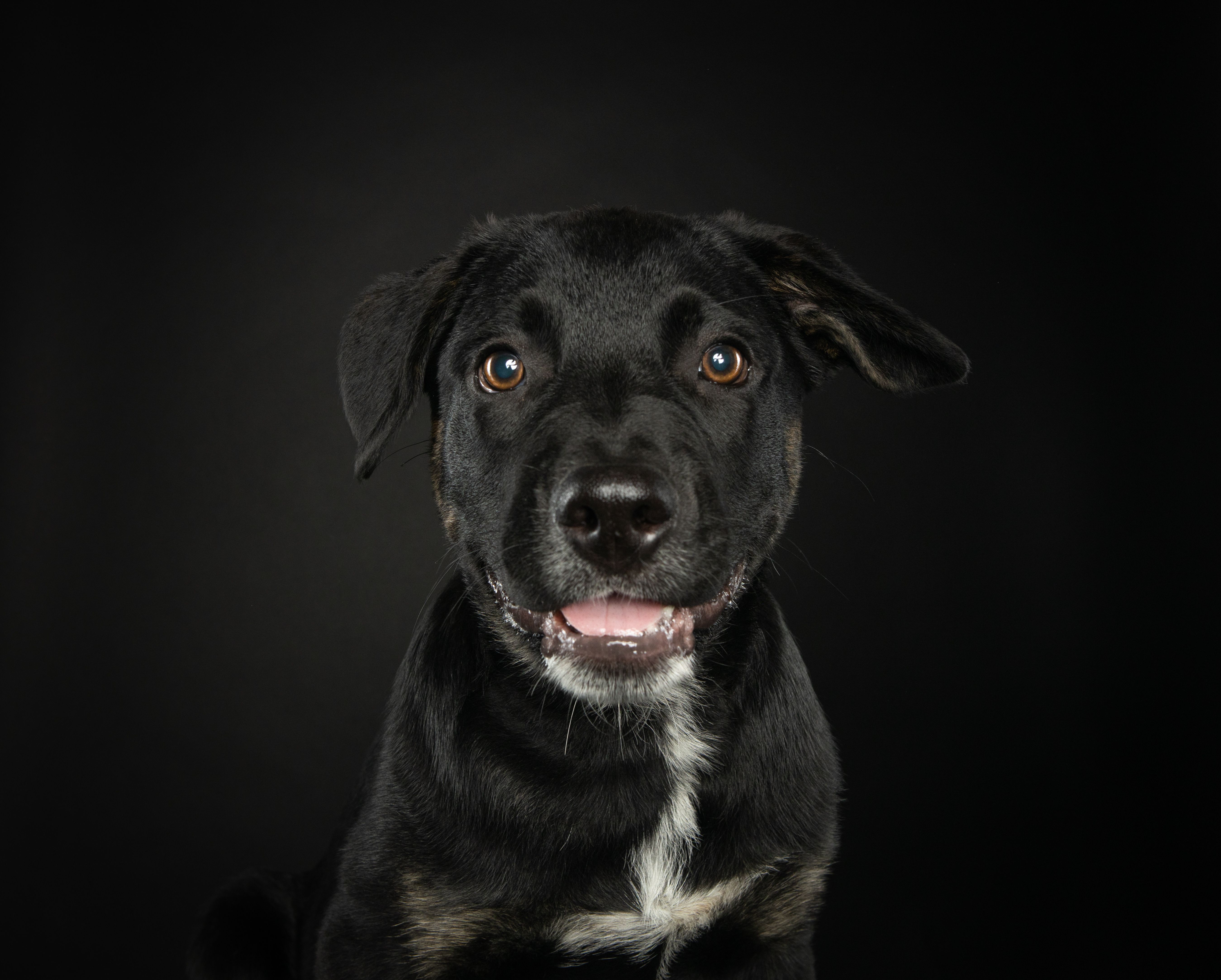 Black Dog in Close-Up Photography · Free Stock Photo