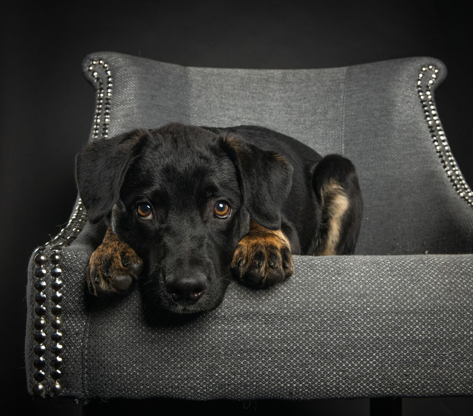 Sad Dog Photos, Download The BEST Free Sad Dog Stock Photos & HD Images