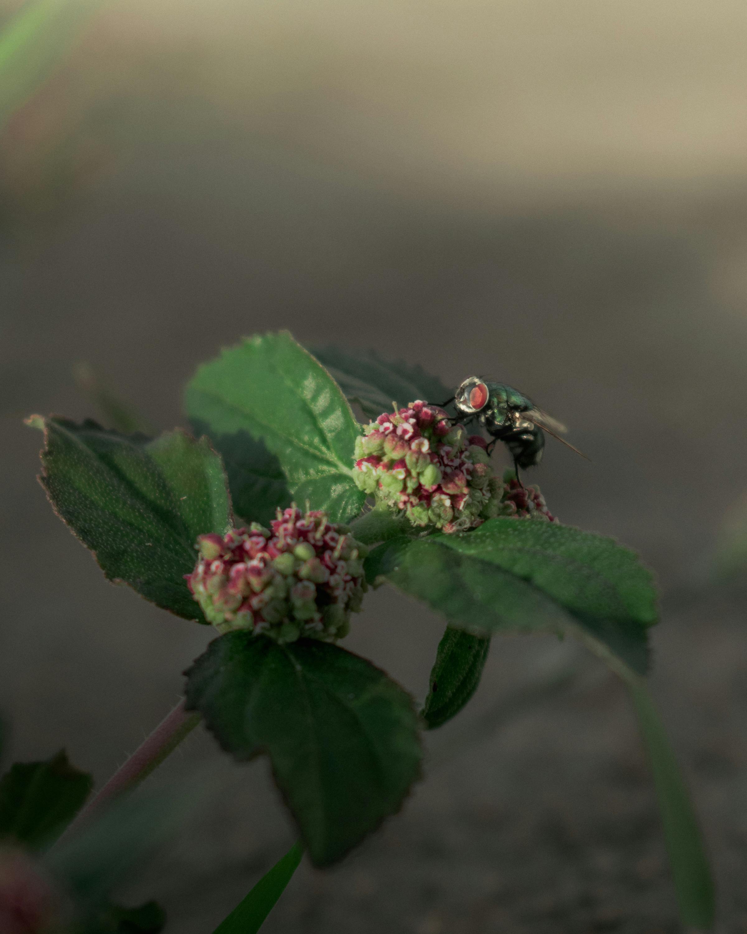 Budding Flowers Photos, Download The BEST Free Budding Flowers Stock ...