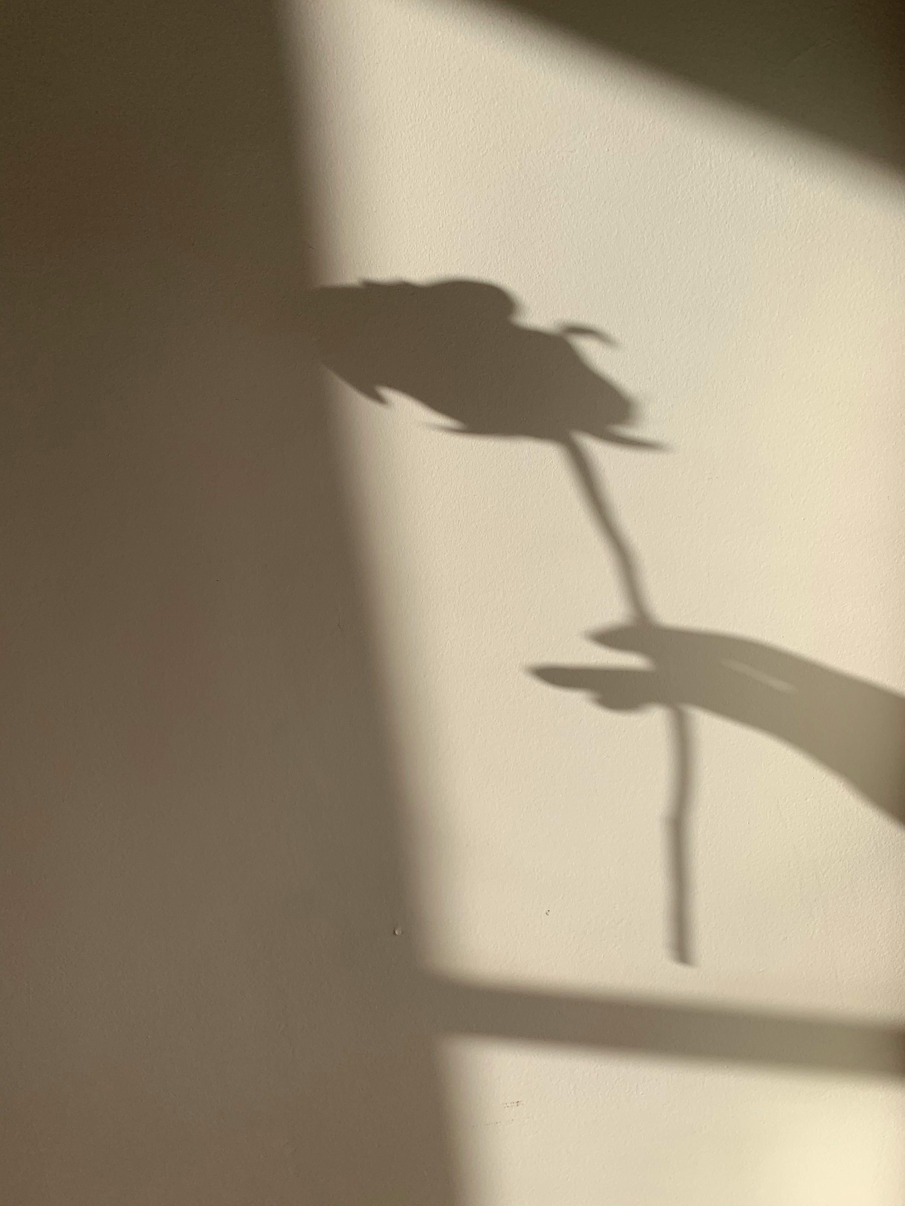 Shadow Casted by Hand with Flower · Free Stock Photo