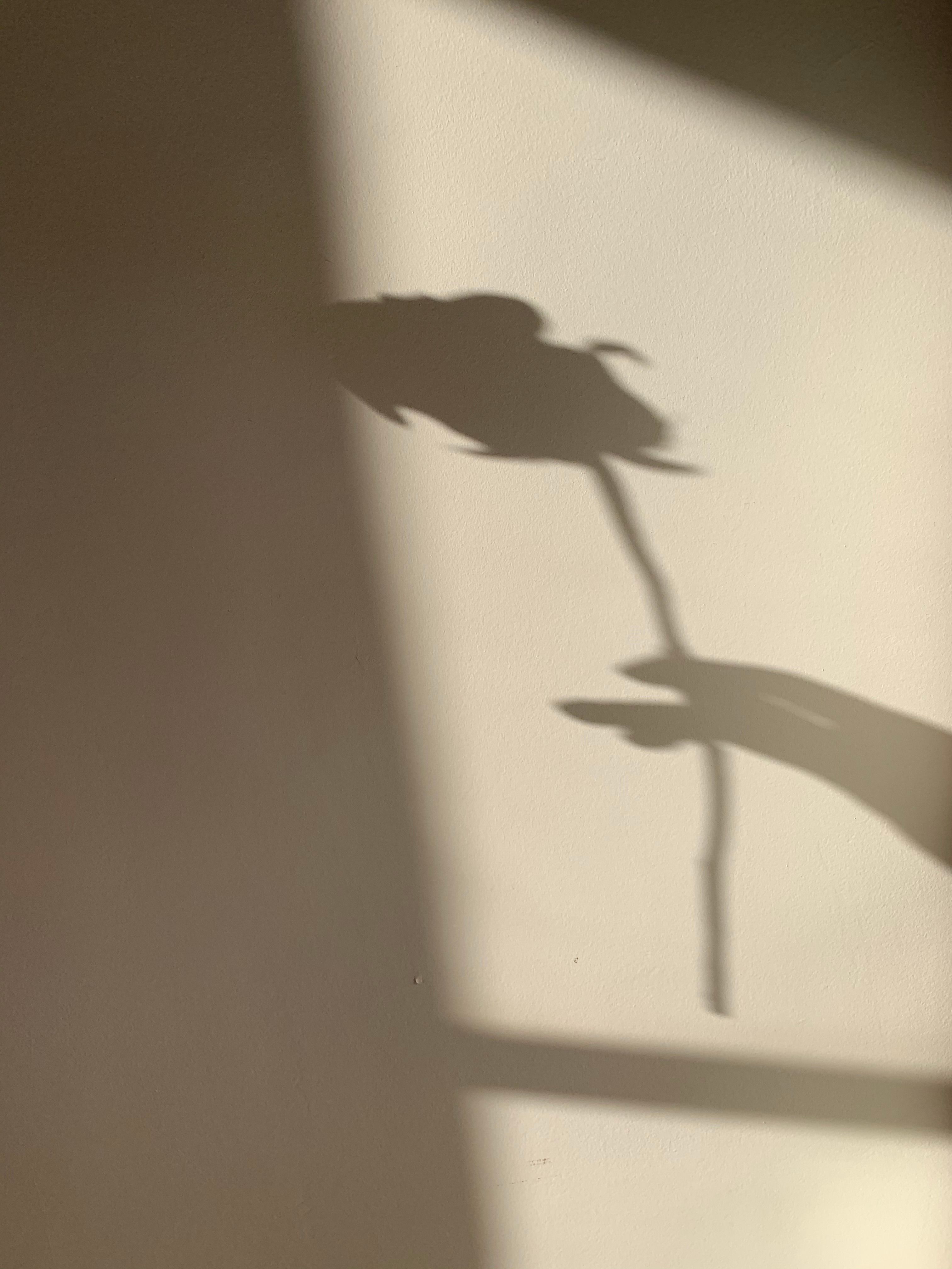 Hand Casting Shadow · Free Stock Photo