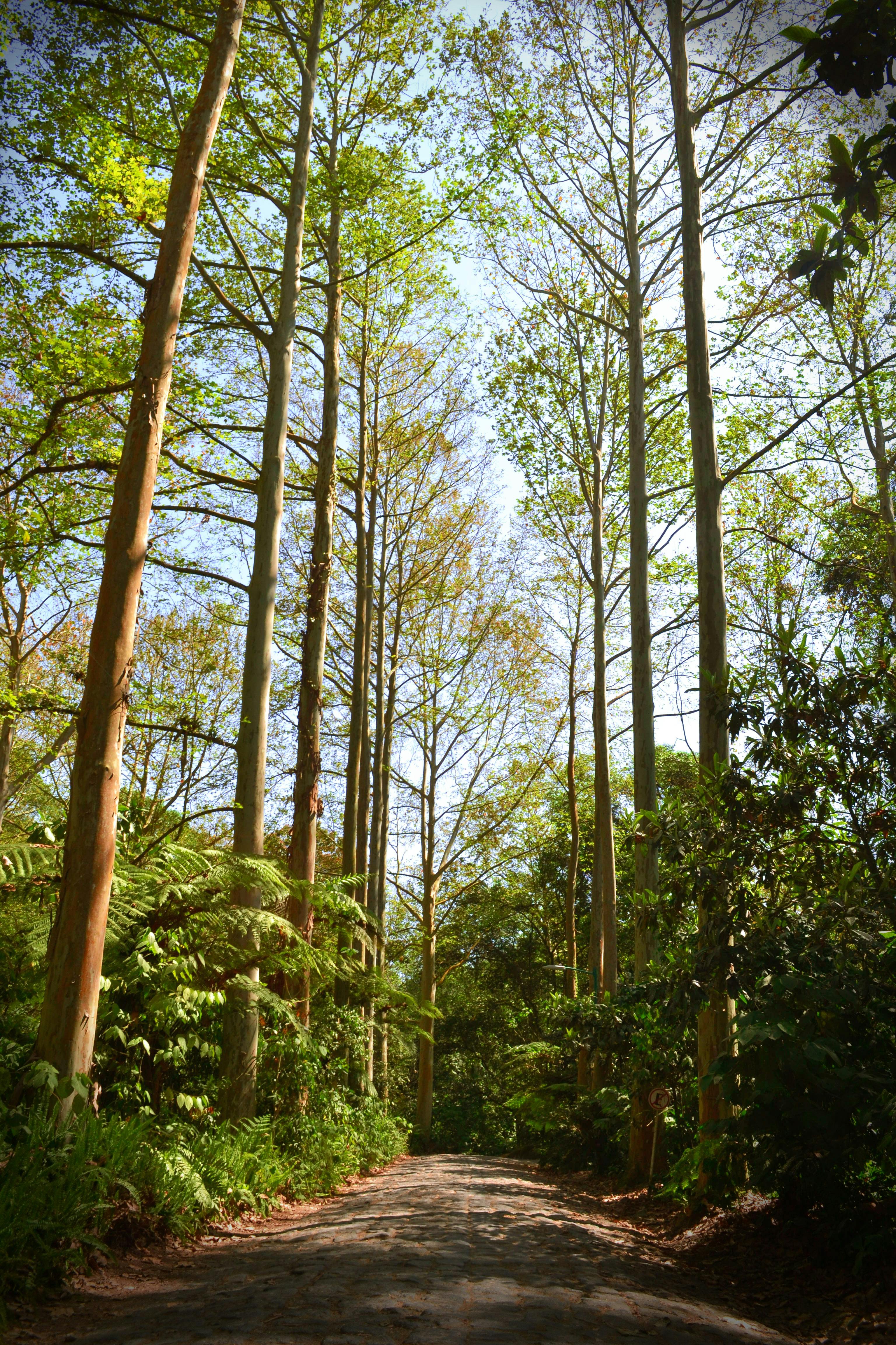 Forest Outing Photos, Download Free Forest Outing Stock Photos & HD Images