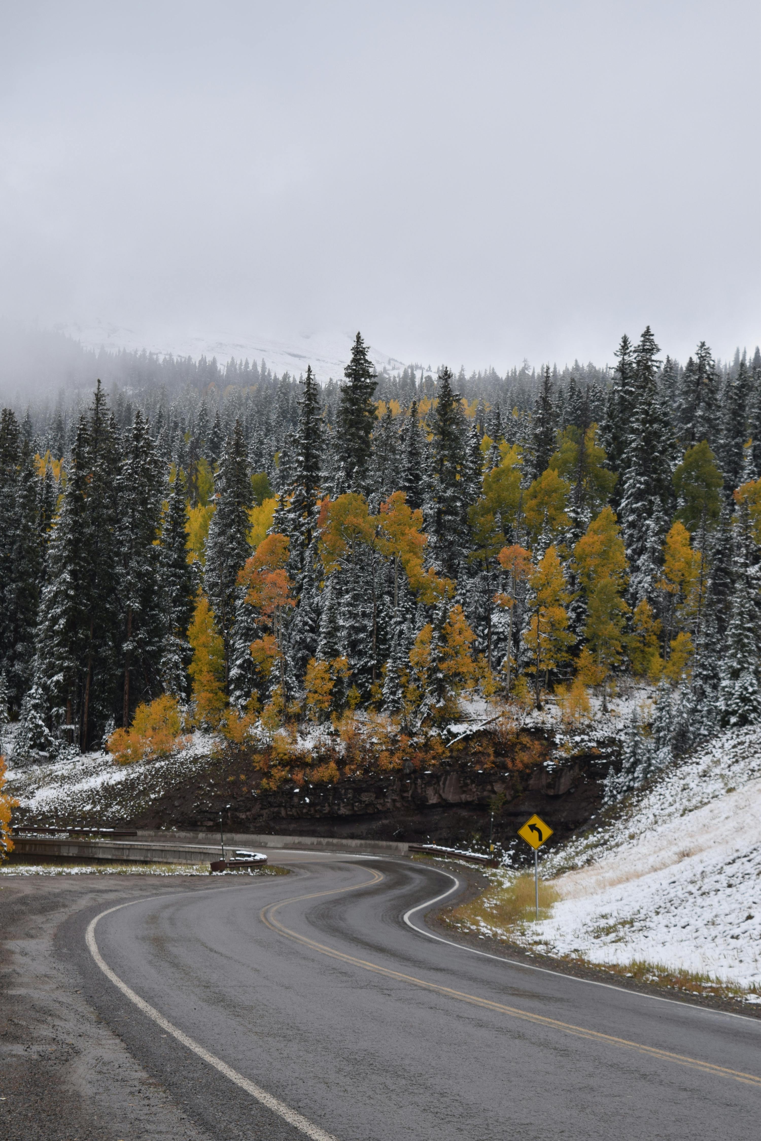 Photo of Trees Near Road · Free Stock Photo