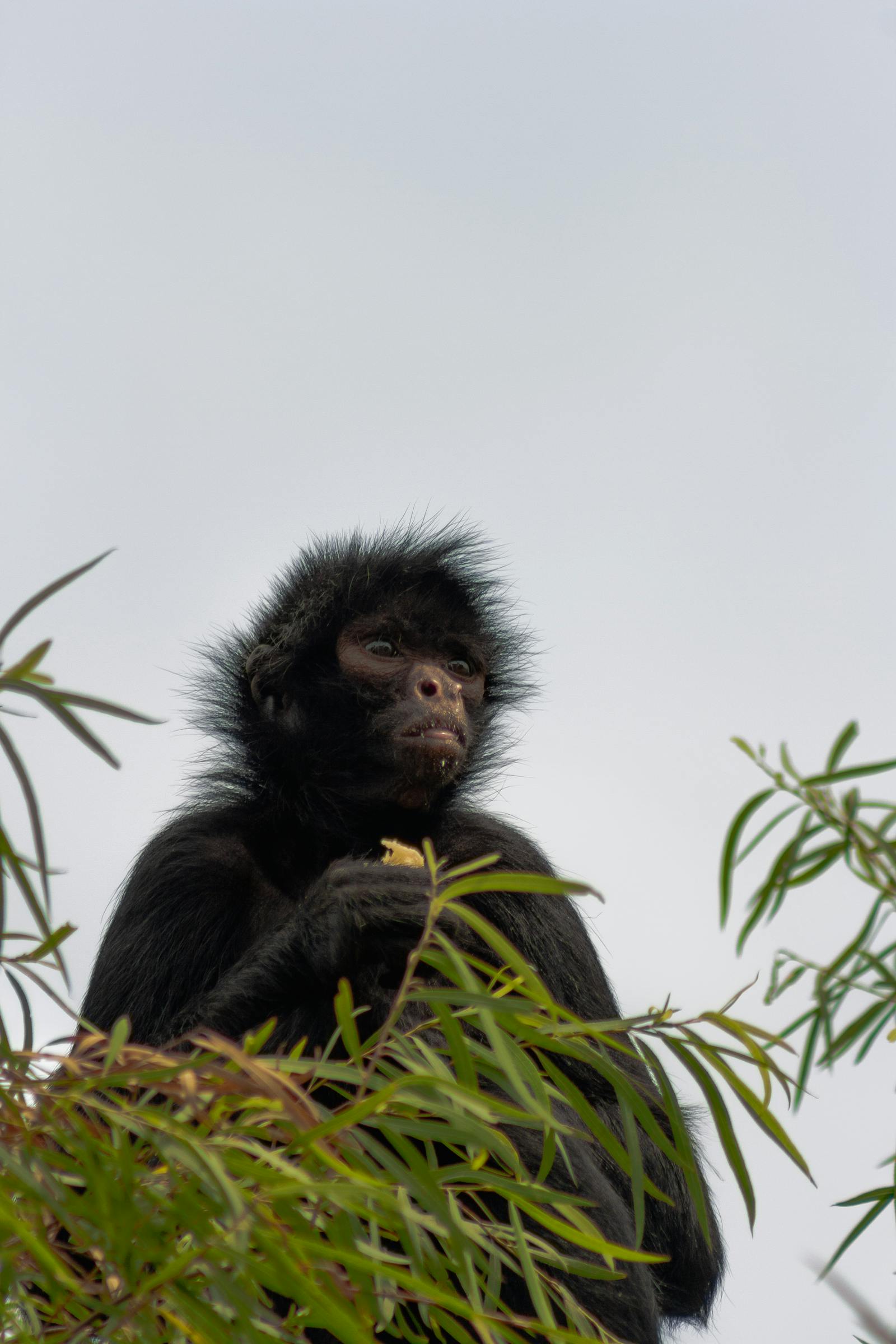 Spider Monkey Photos, Download The BEST Free Spider Monkey Stock Photos ...