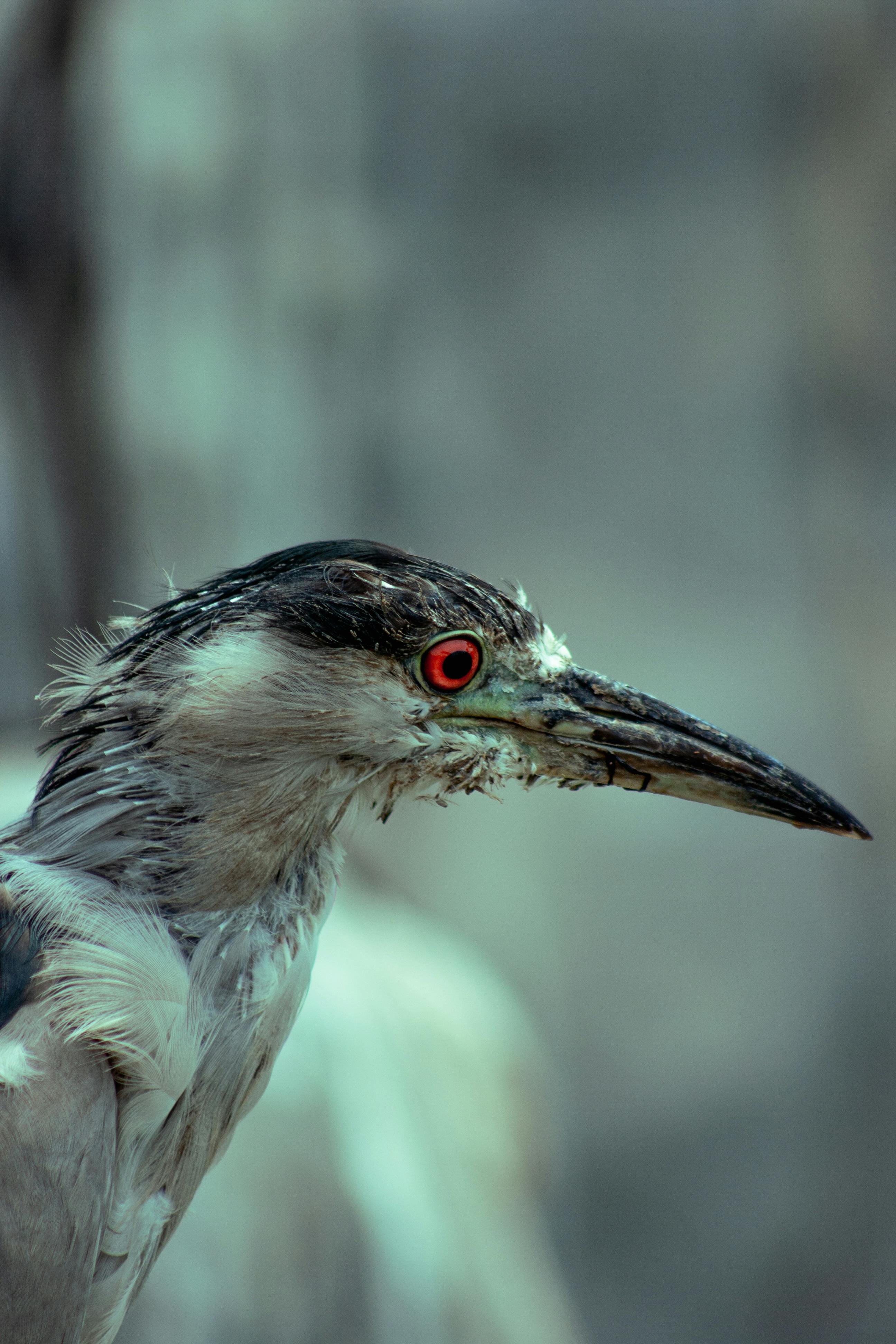 Schoenen Heron Photos, Download The BEST Free Schoenen Heron Stock ...