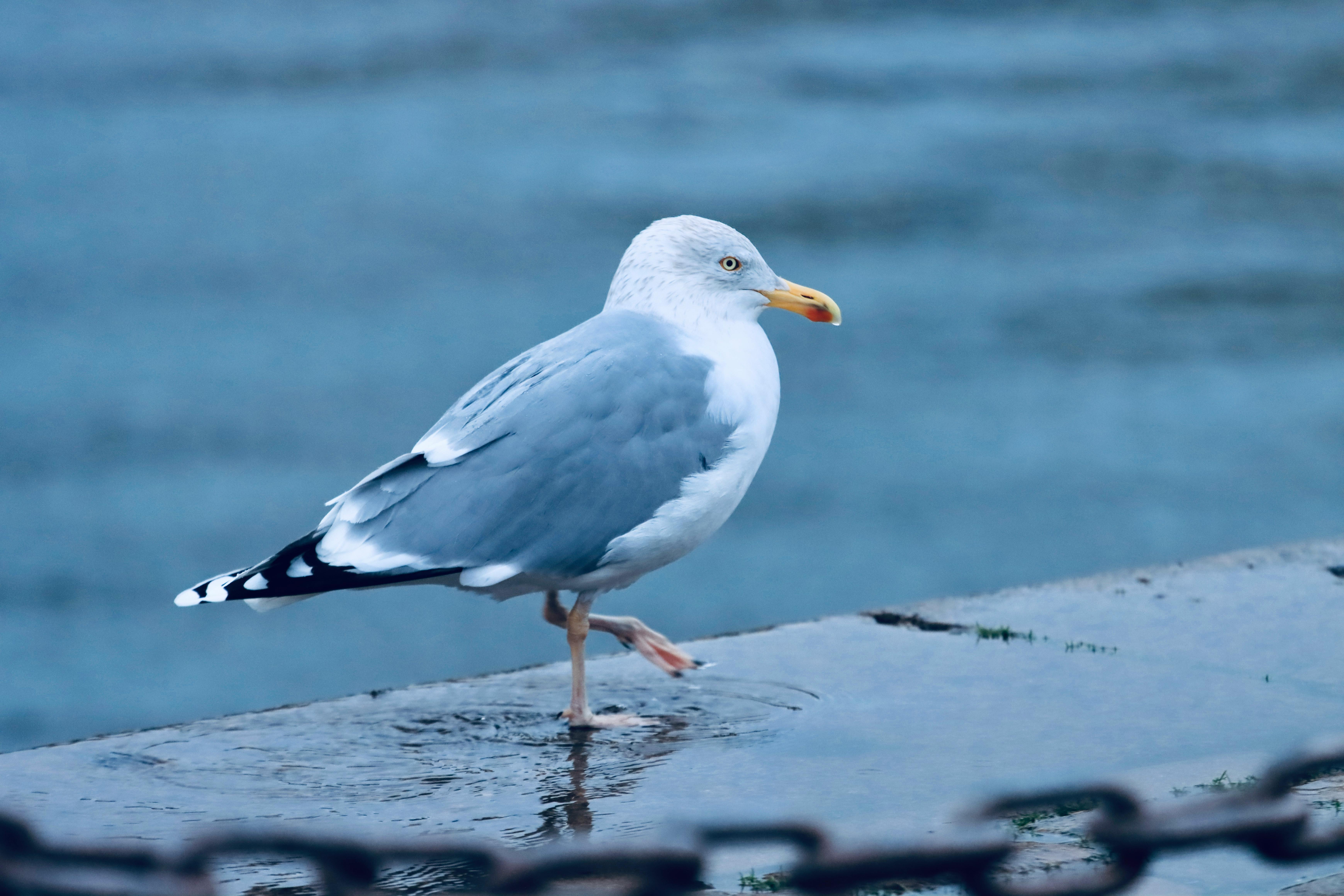 Close Up Photo of a Seagull · Free Stock Photo