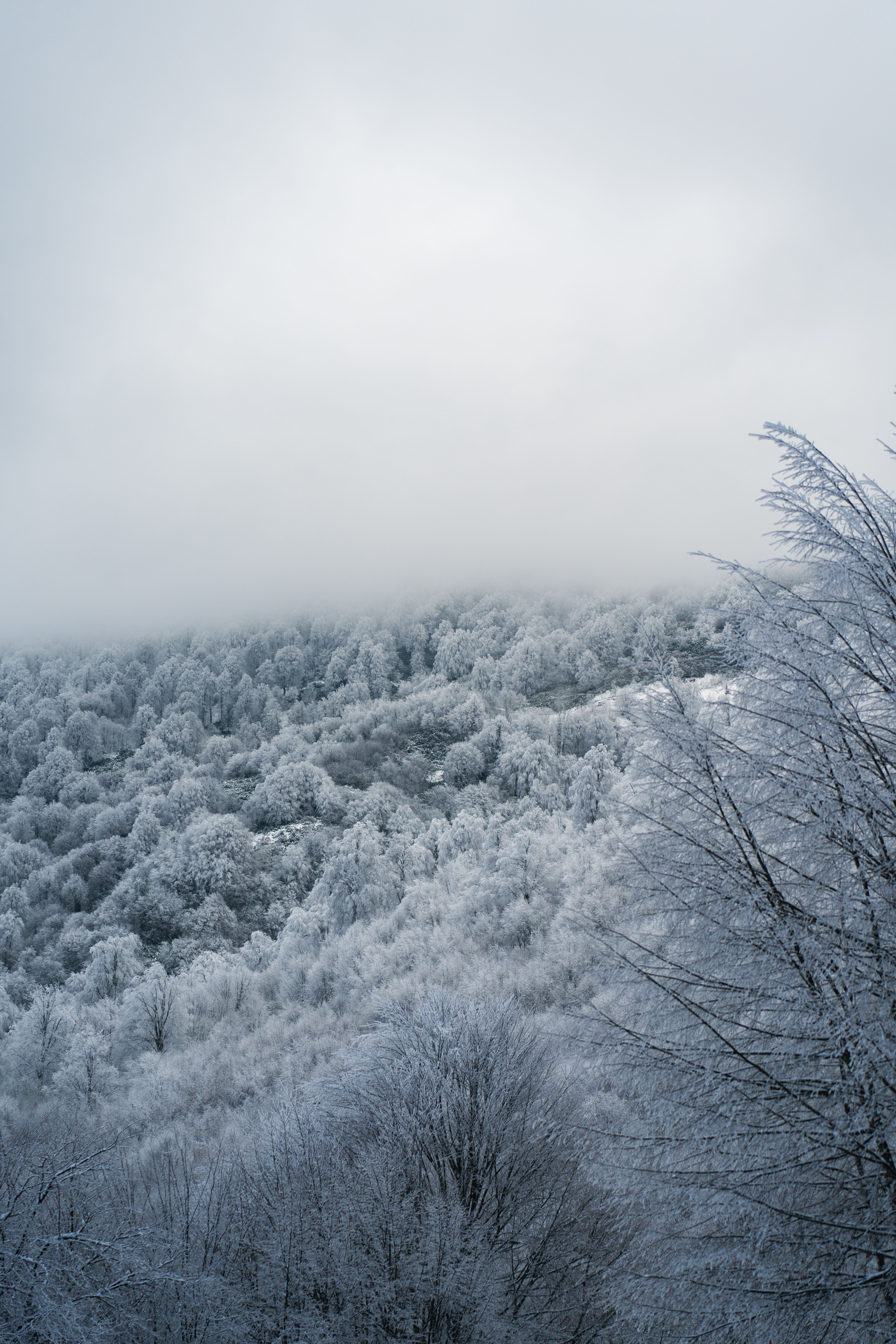 Forest in Frost and Fog · Free Stock Photo