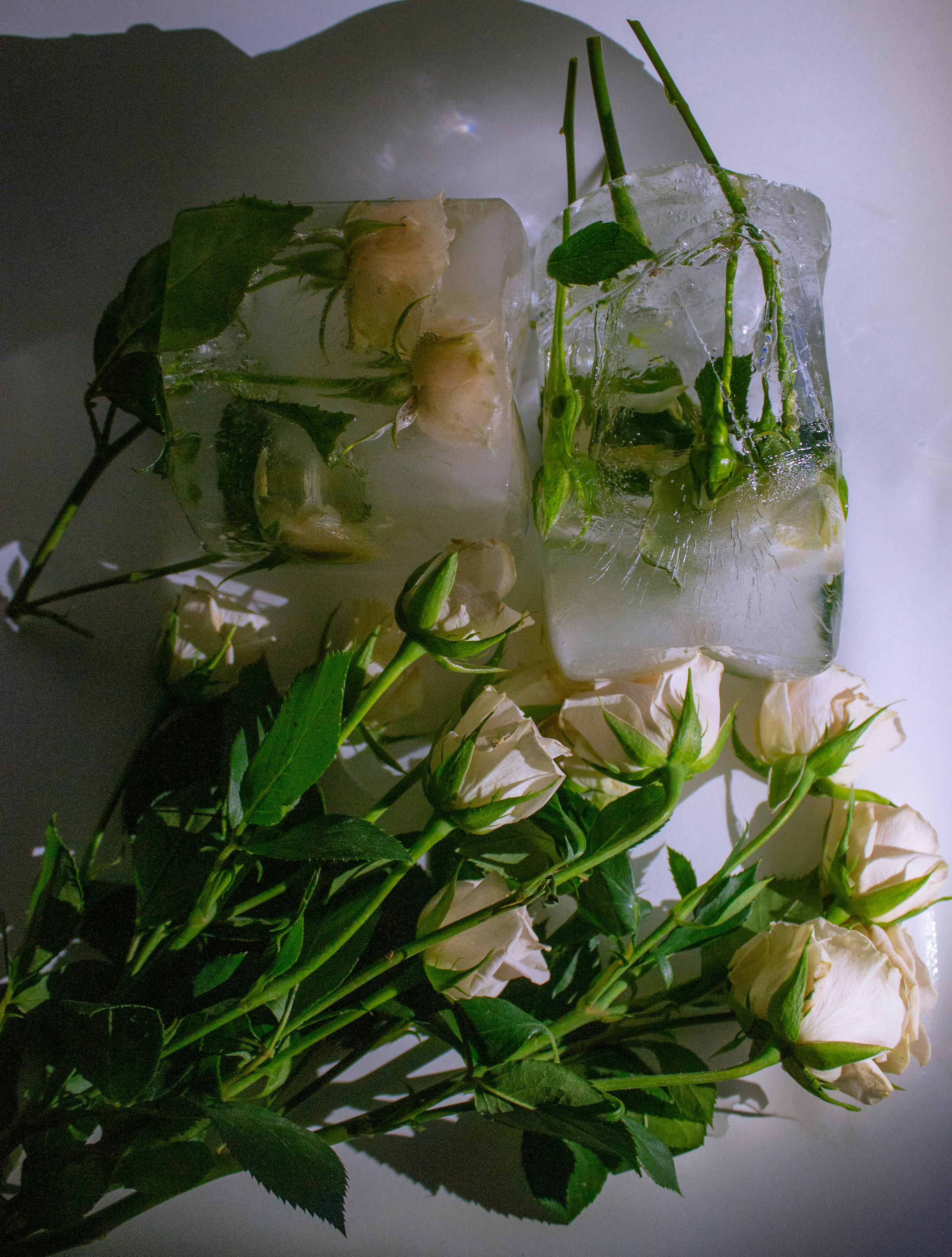 Roses in Ice · Free Stock Photo